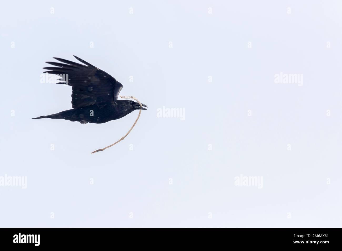 Common raven (Corvus corax) in flight carrying nesting material Stock ...