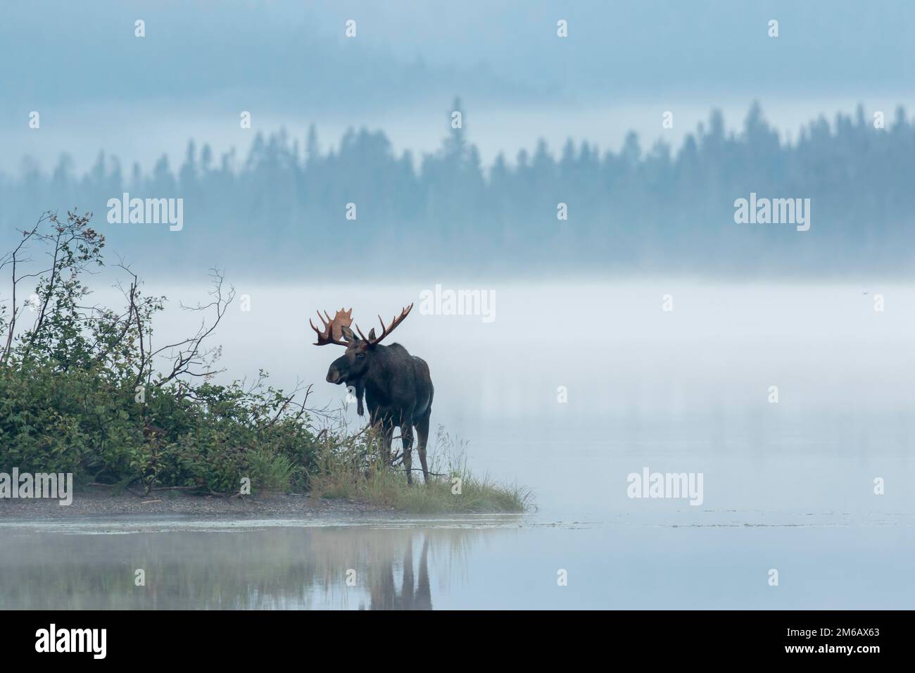Dominant bull moose standing on a lakeshore during the rut and watching ...