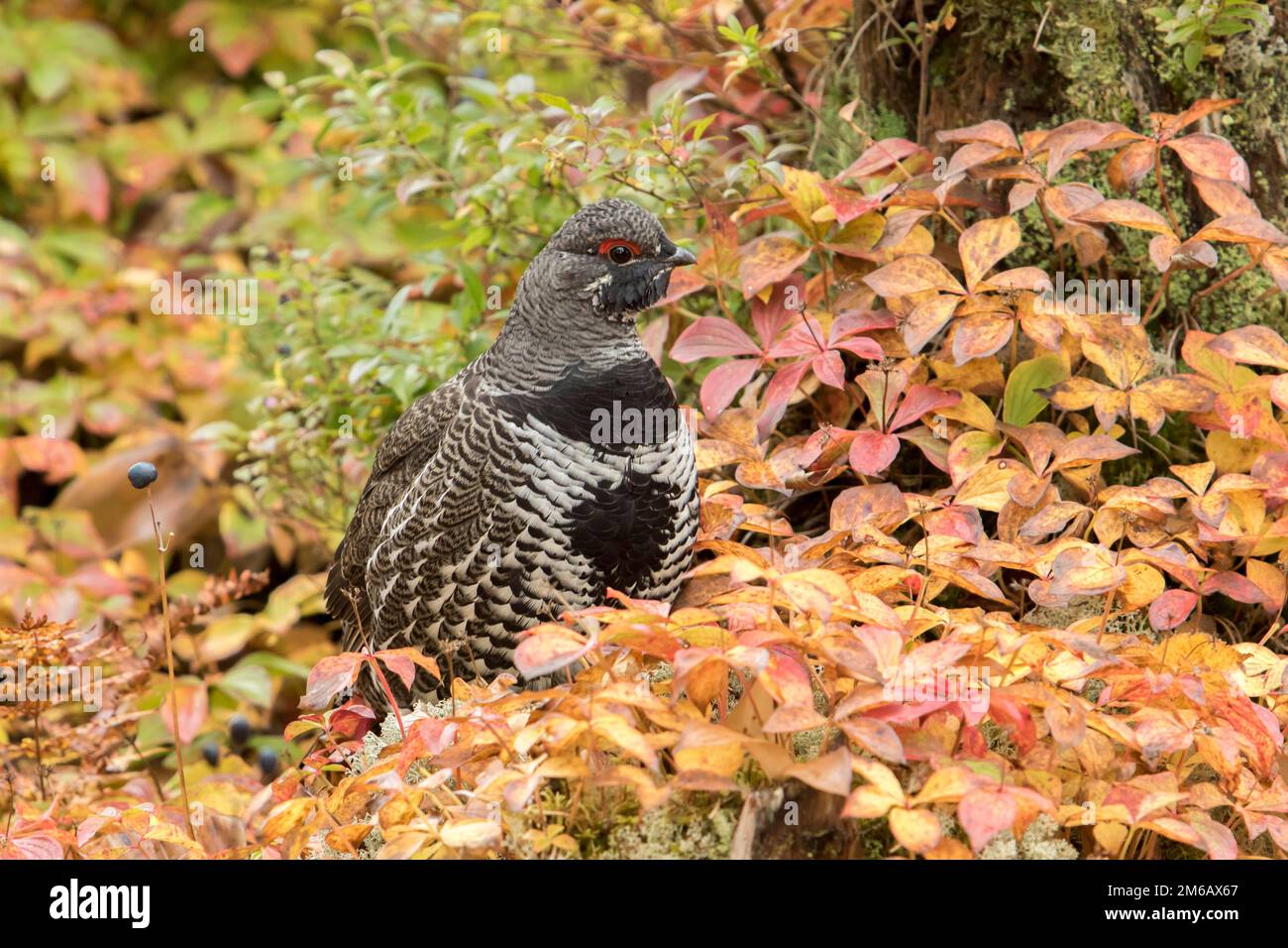 Spruce grouse (Falcipennis canadensis) stands in a patch of creeping ...