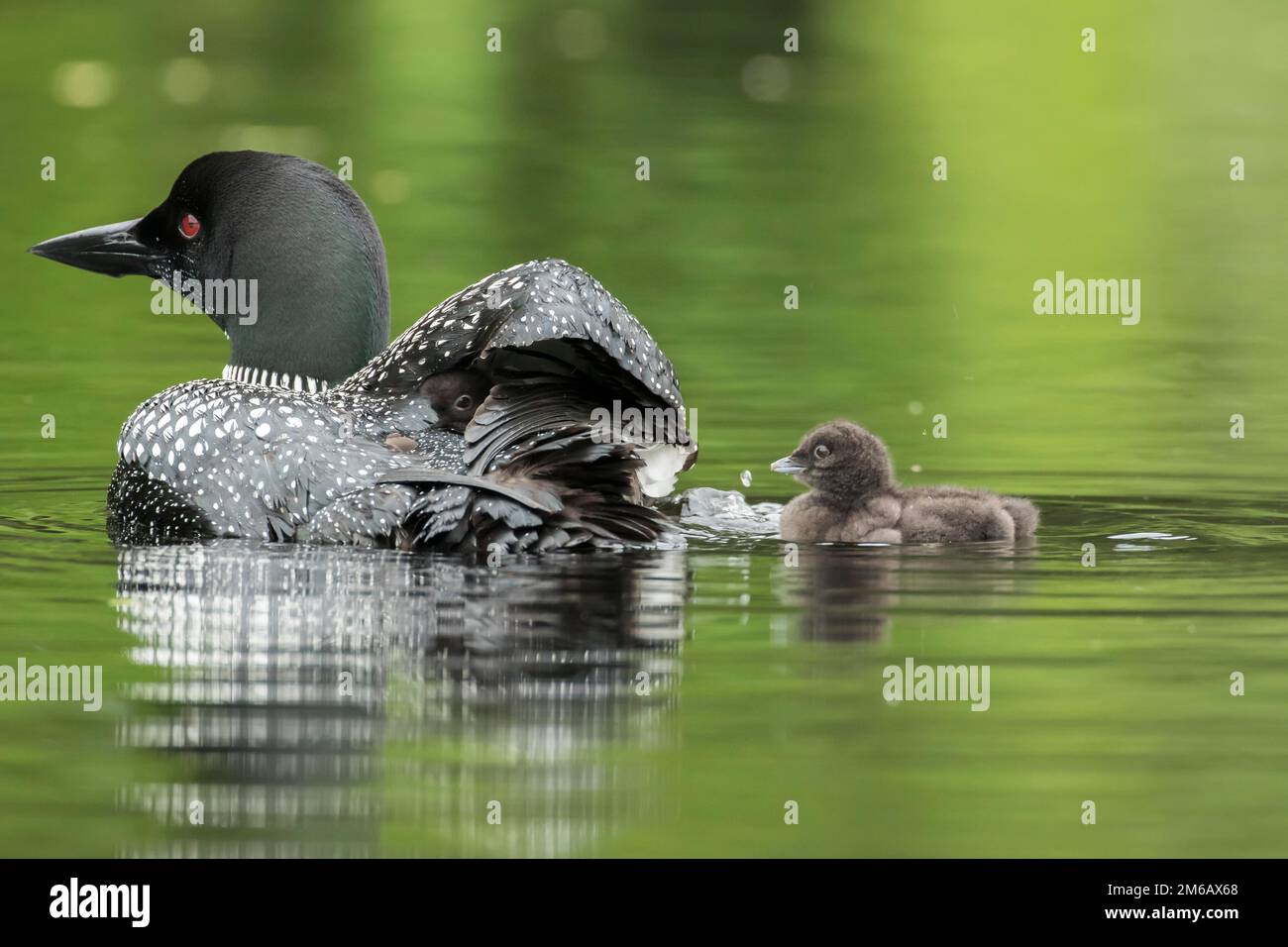 Common loon. (Gavia) immer. A loon carries a baby on his back when the ...