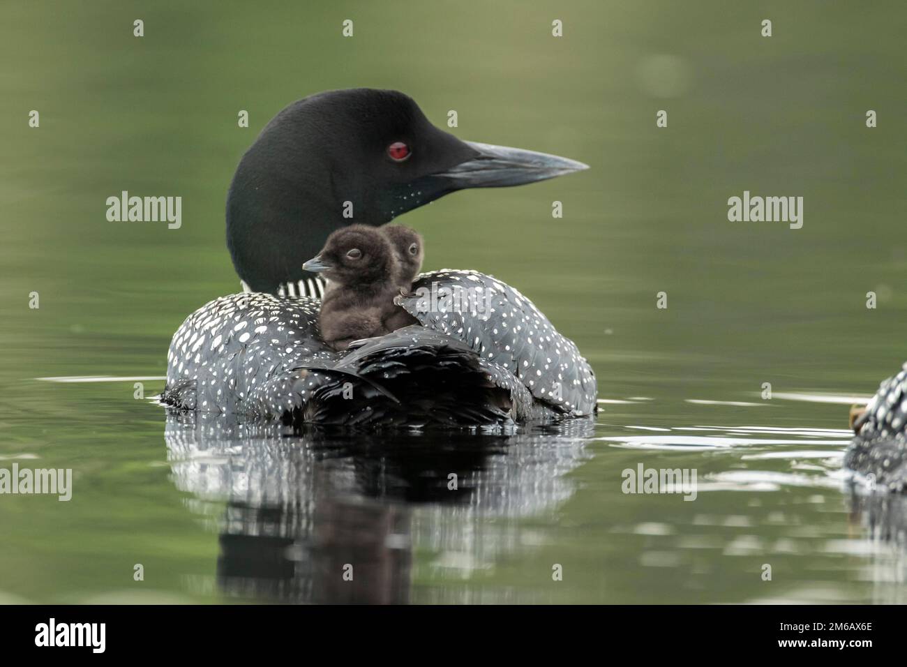 Common loon. (Gavia) immer. An adult loon carries two babies on his ...