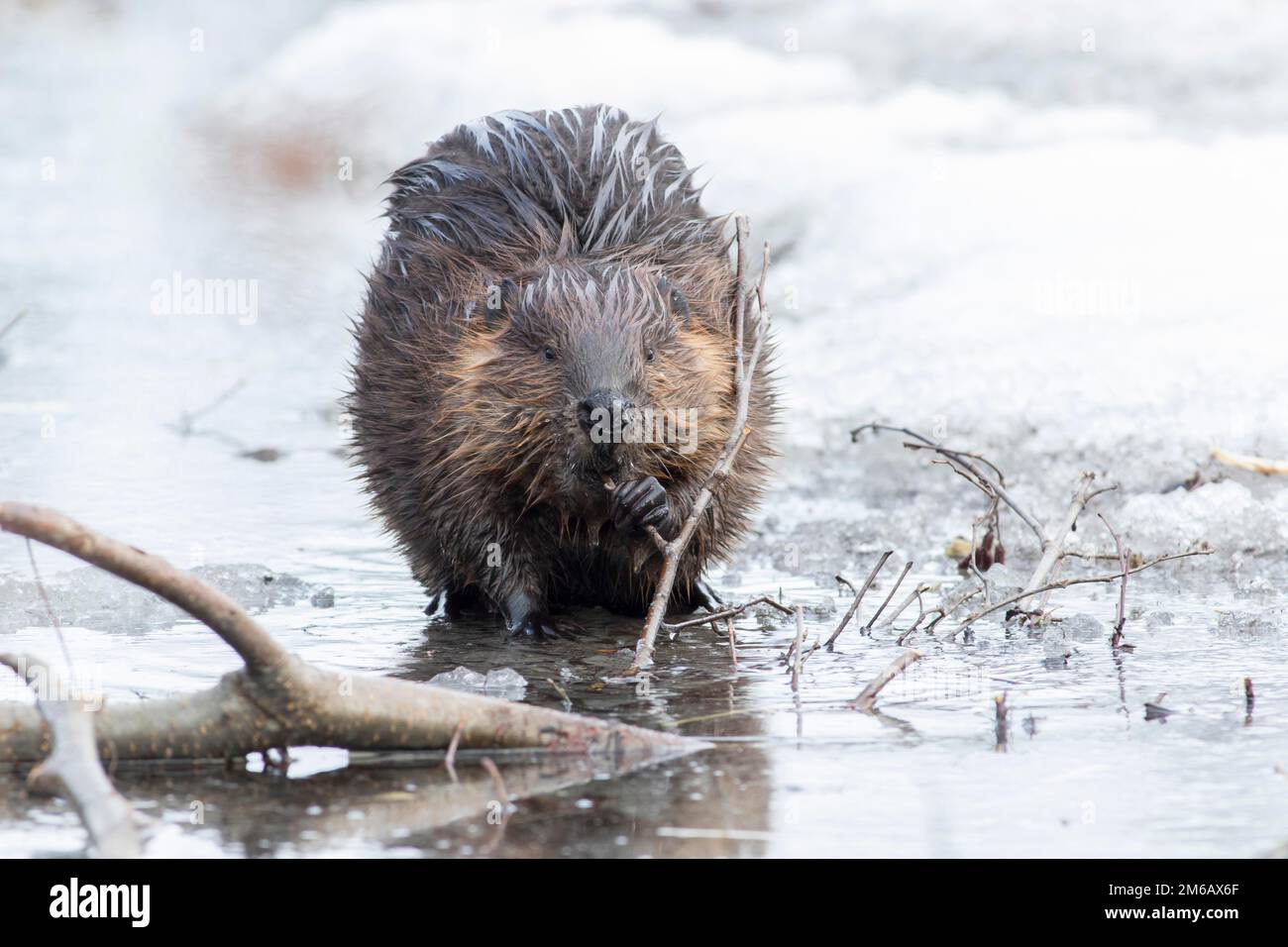 North American beaver (Castor canadensis) eating twigs on a thawed lake ...