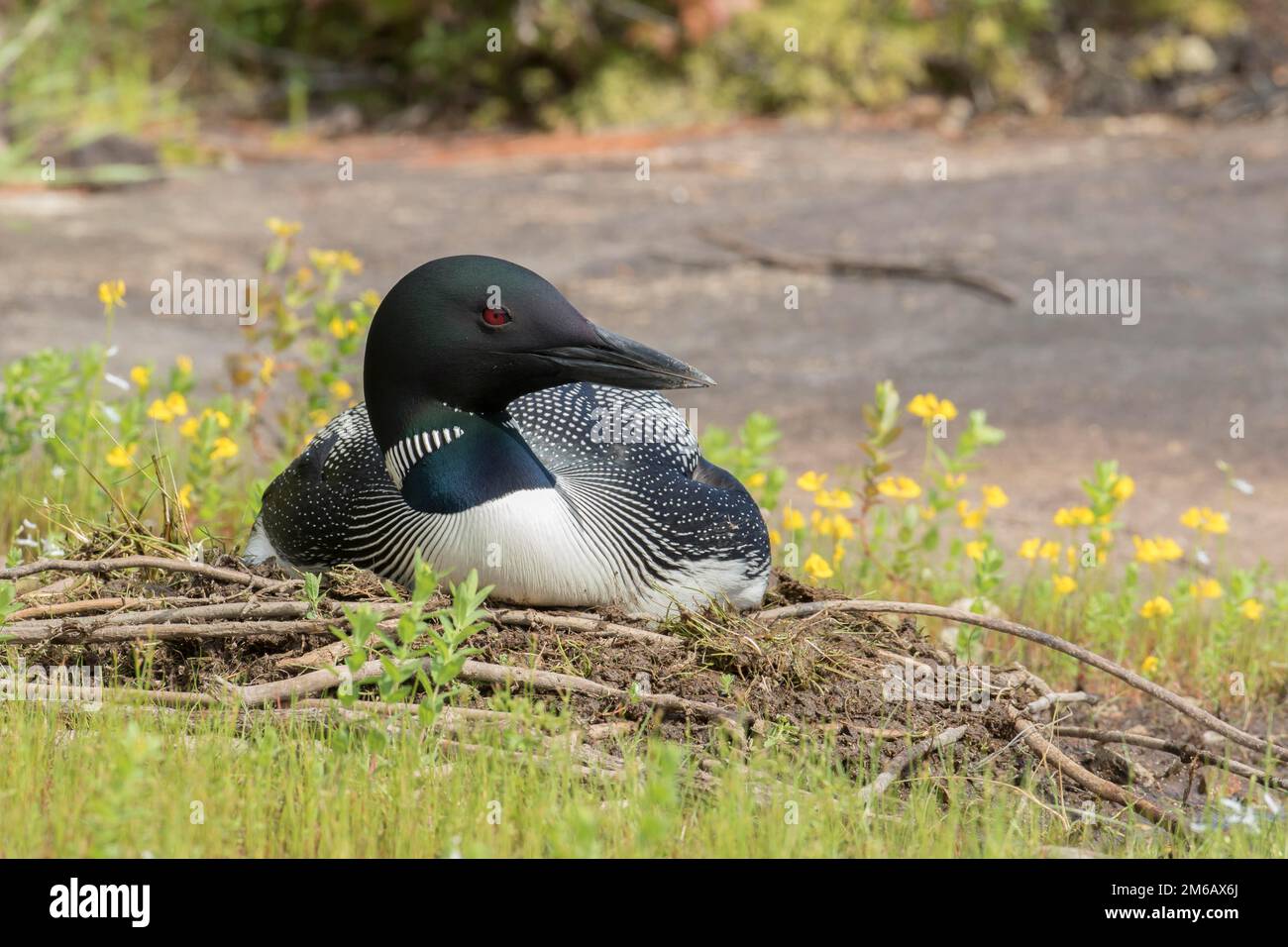 Common loon (Gavia immer) on the nest Stock Photo - Alamy