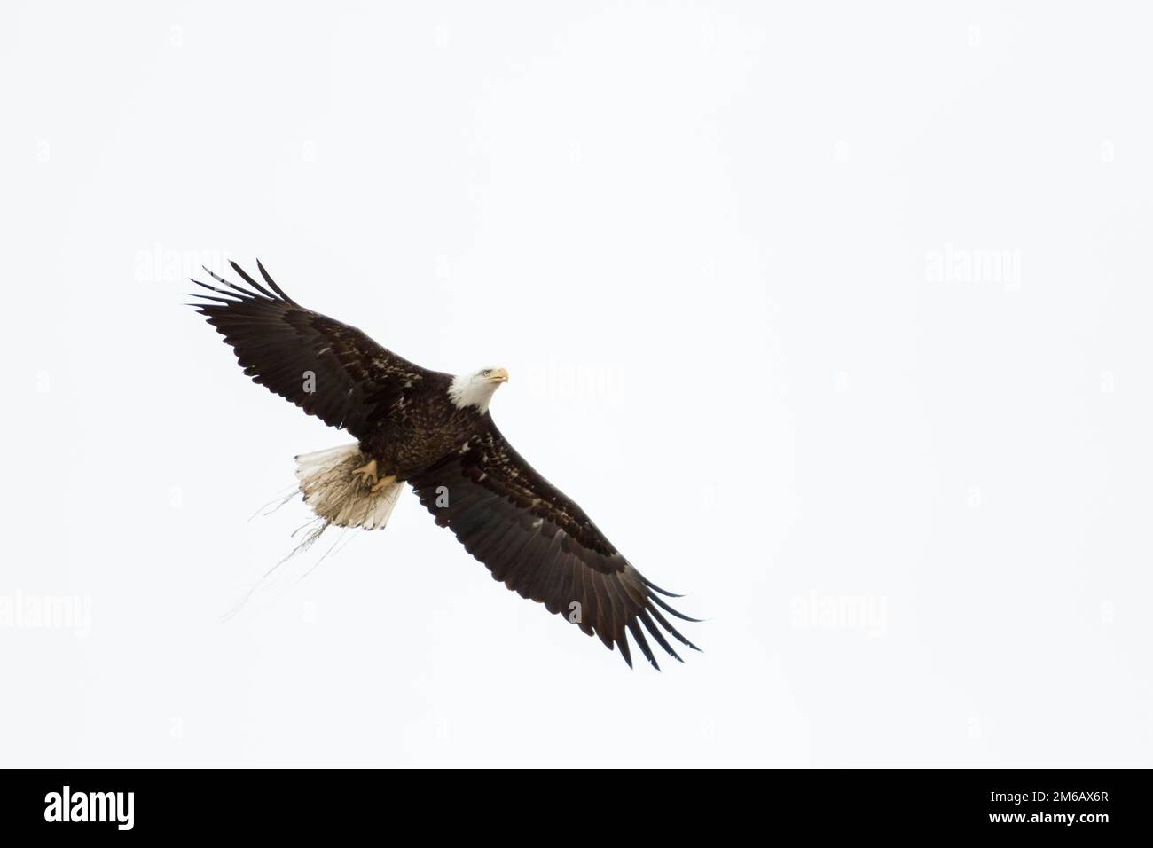 Bald eagle (Haliaeetus leucocephalus) in flight. Eagle carrying nesting ...