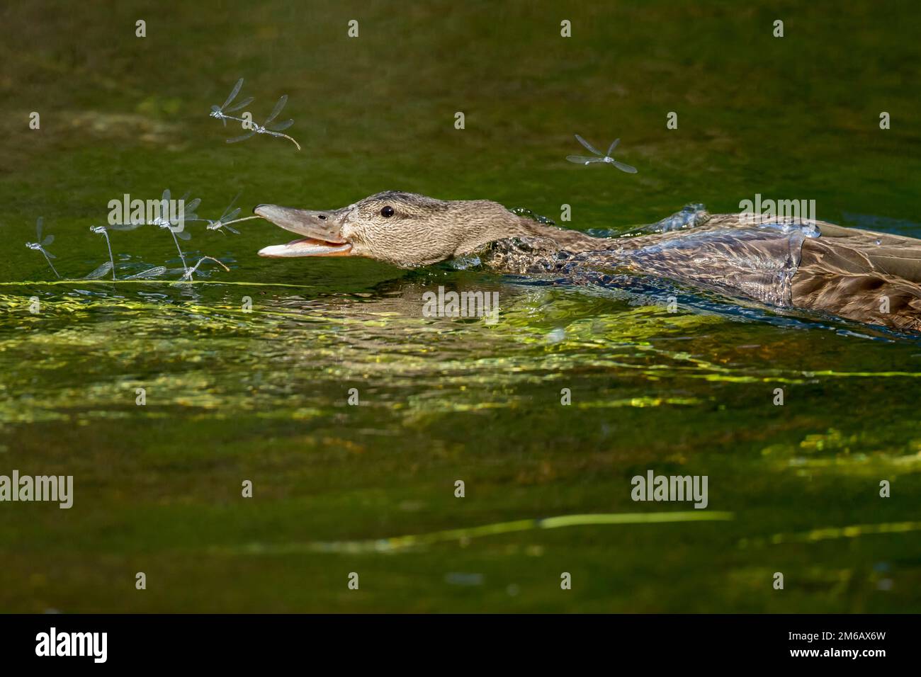 Duck catch insect hi-res stock photography and images - Alamy