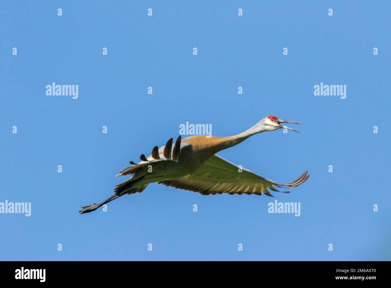 Blue crane spreading wings hi-res stock photography and images - Alamy