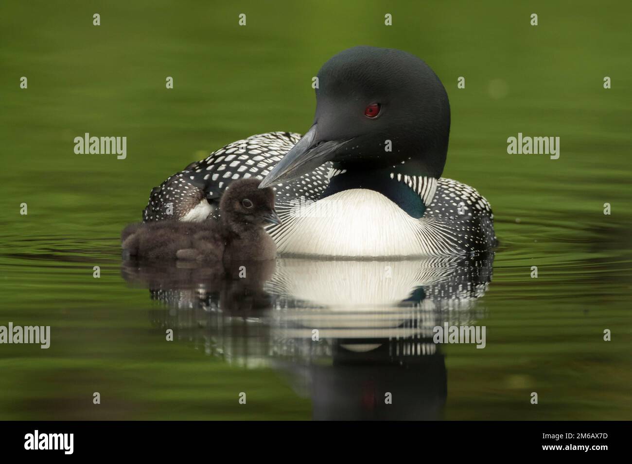 Common loon. (Gavia) immer. A baby common loon swims near an adult ...