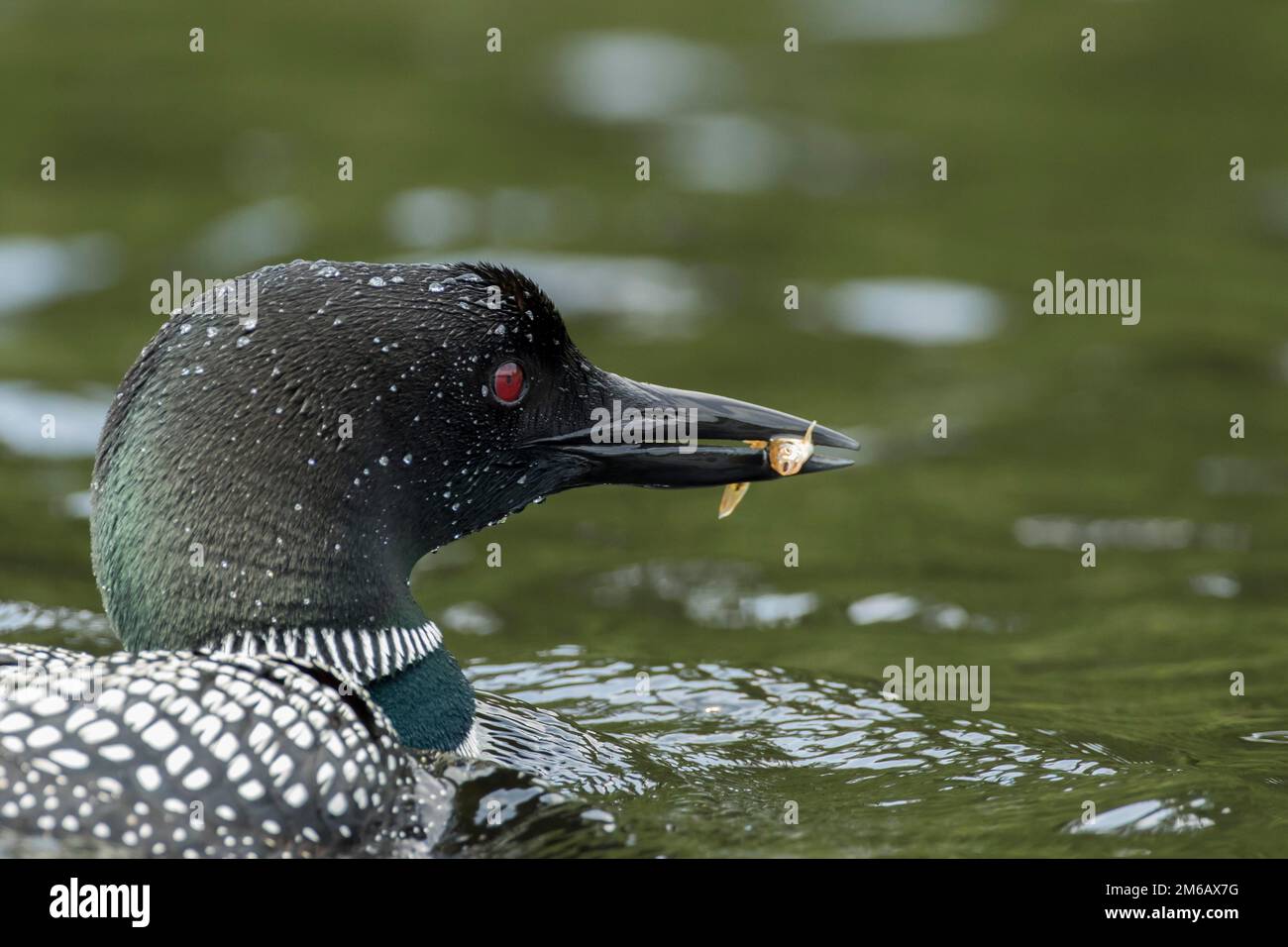Common loon (Gavia immer) catching a fish Stock Photo - Alamy