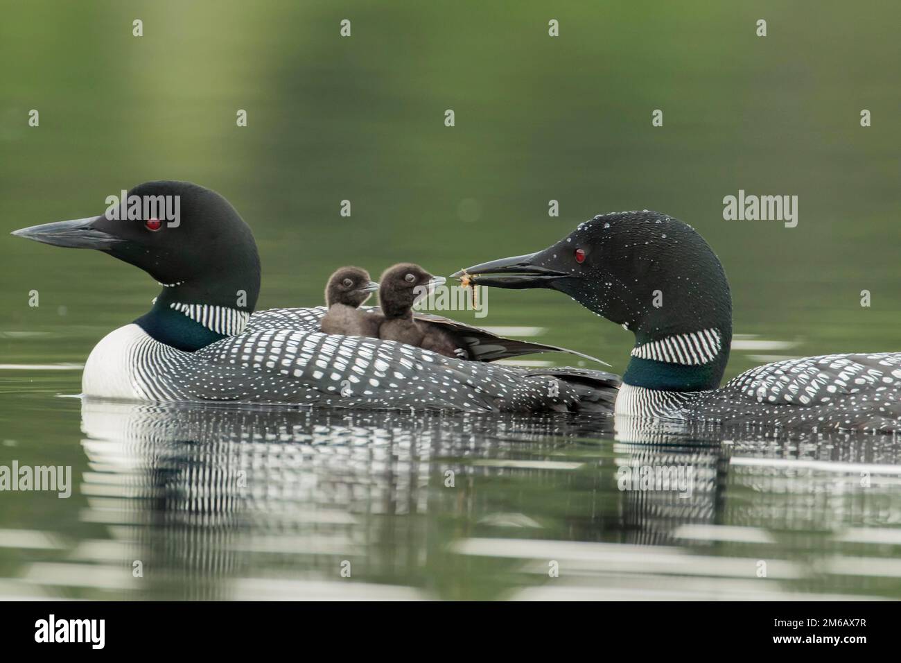 Common loon. (Gavia) immer. An adult loon carries two babies on his ...