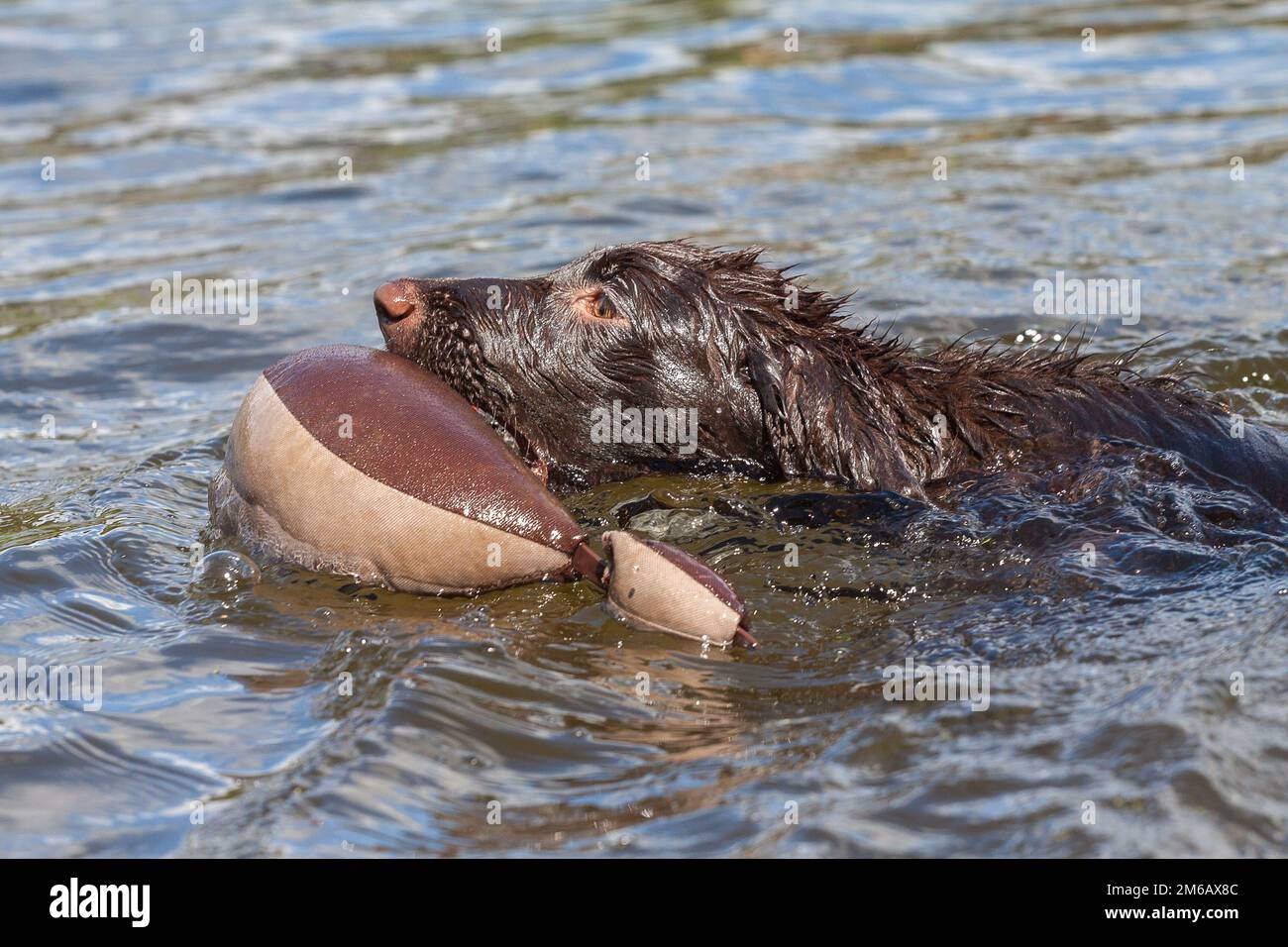 Puppy has fun at the lake Stock Photo - Alamy