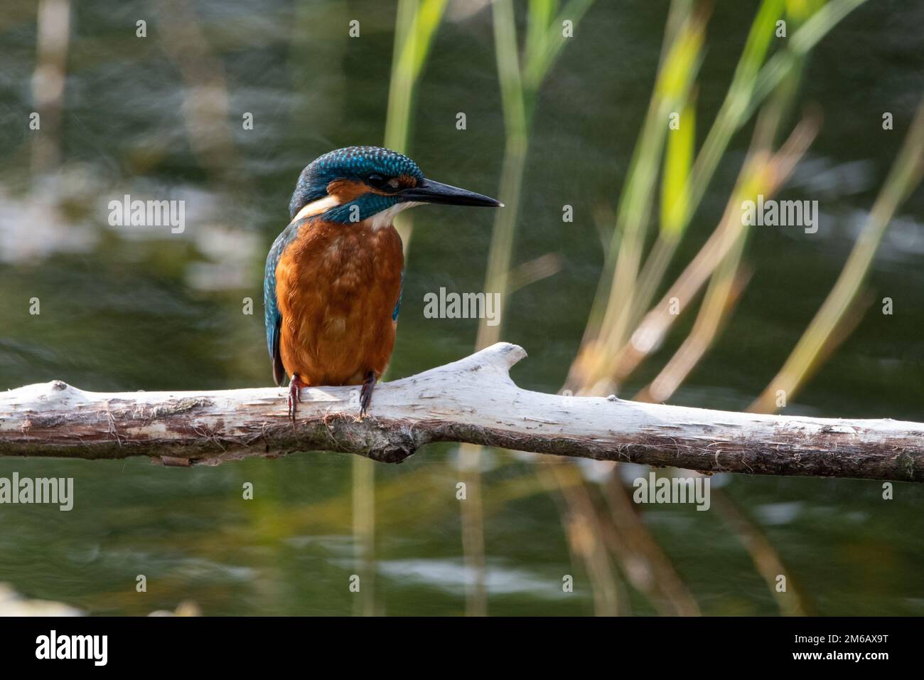 Common kingfisher sat on a perch at Lakenheath Fen nature reserve in ...