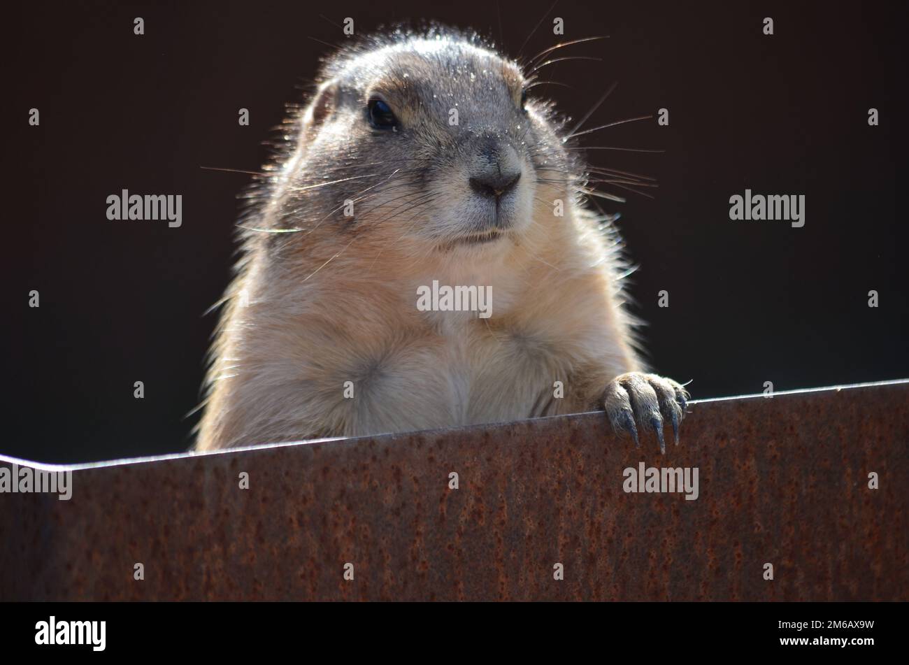Prairie dog standing hi-res stock photography and images - Alamy