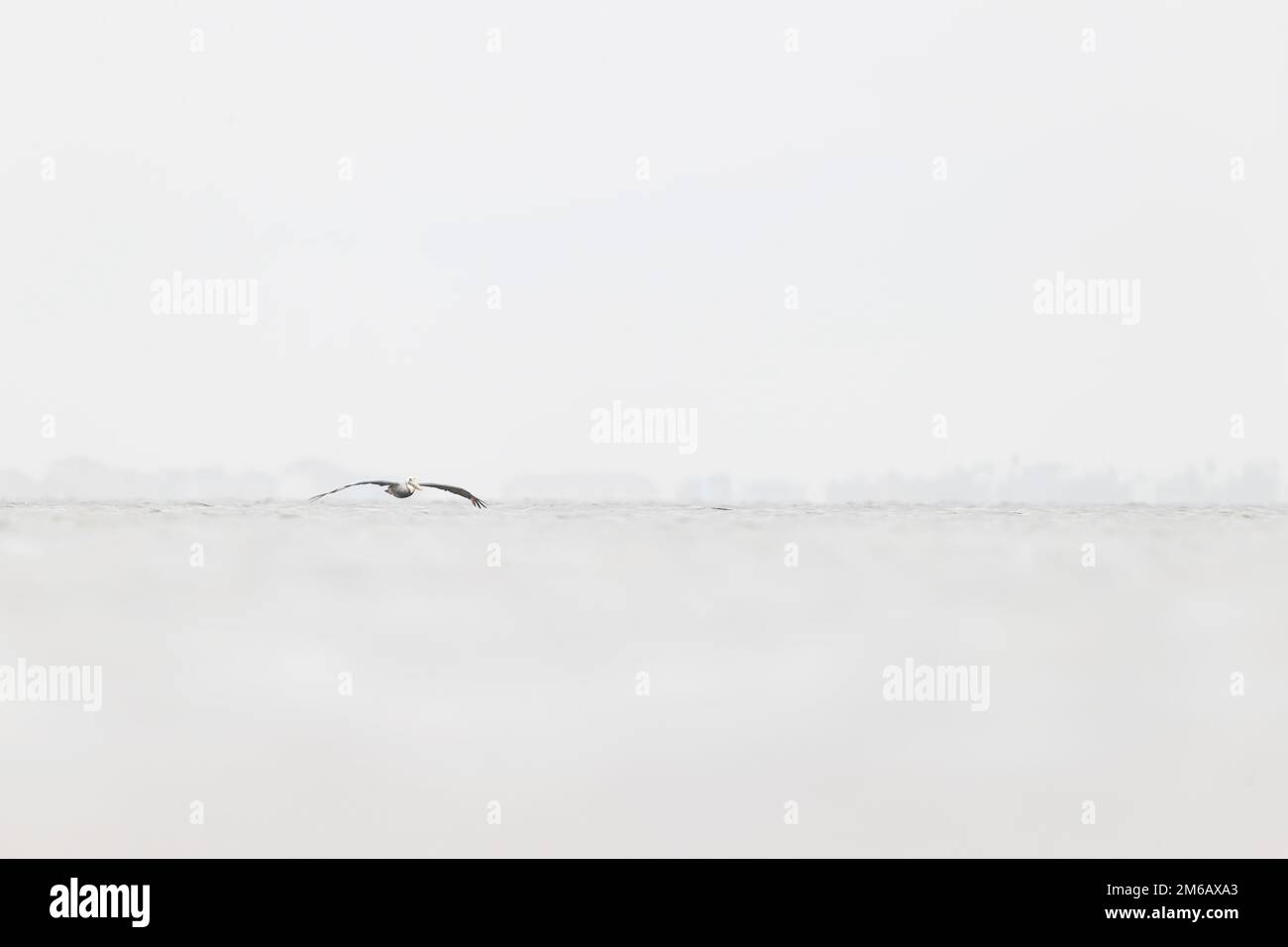 Pelican detail flight bird hi-res stock photography and images - Alamy