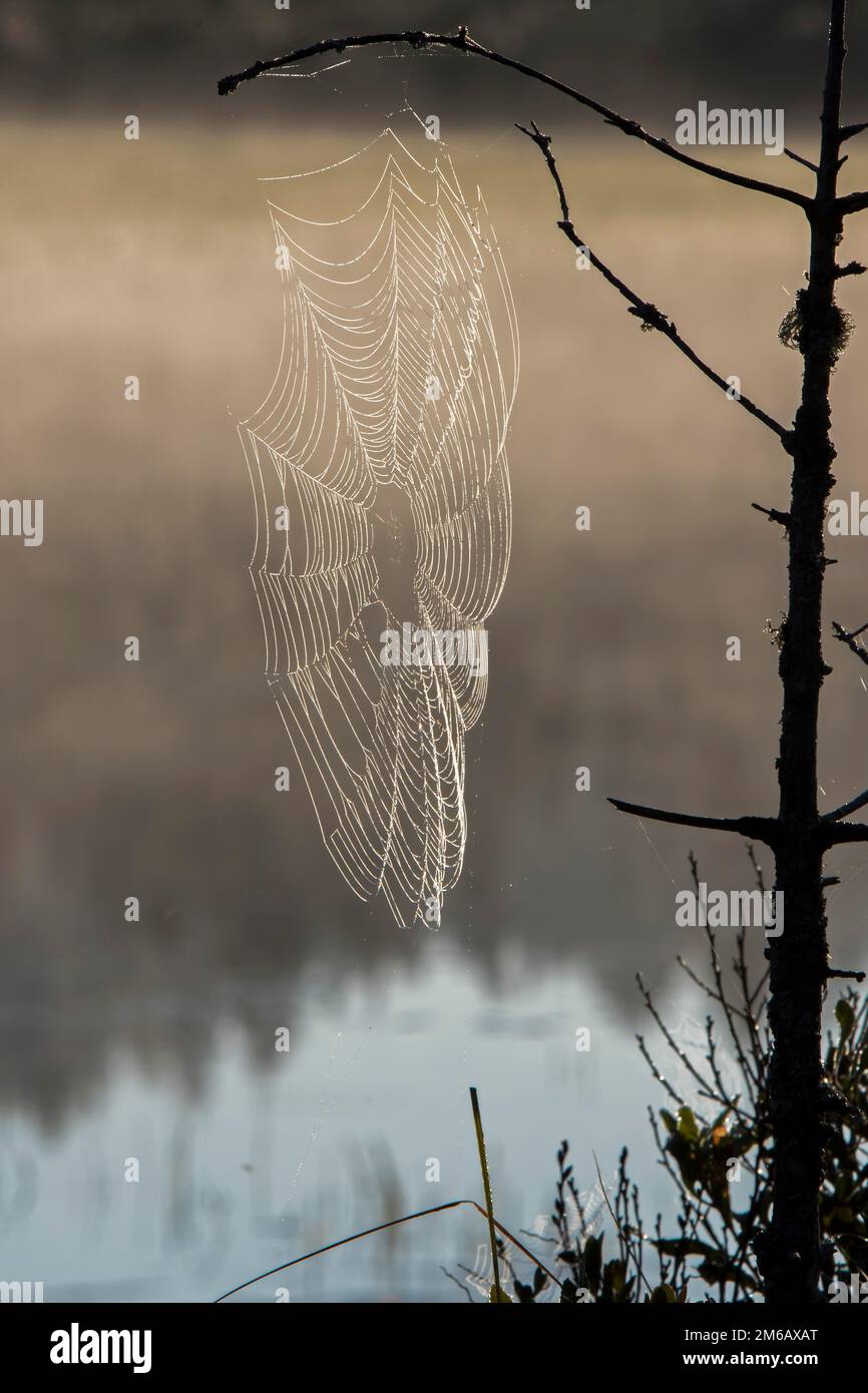 Spider web and dew at dawn on a lake shore Stock Photo - Alamy