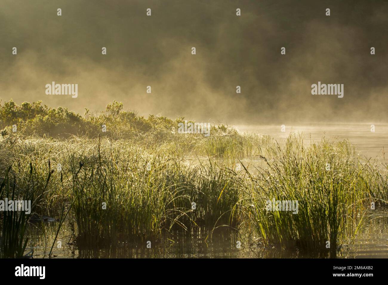 Marshland and mist at dawn Stock Photo - Alamy