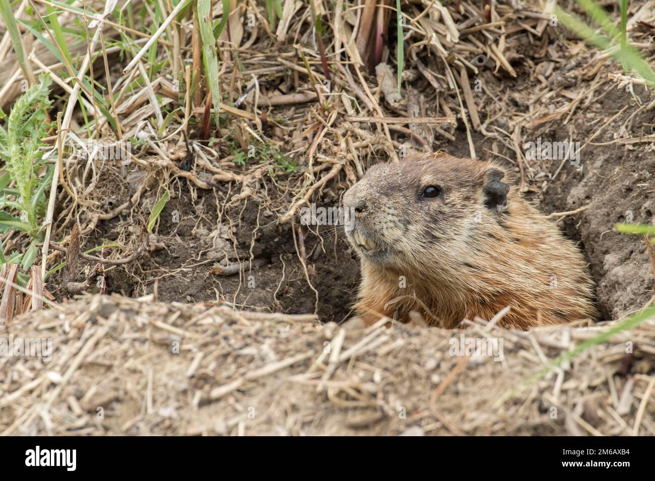 Adult woodchuck hi-res stock photography and images - Alamy