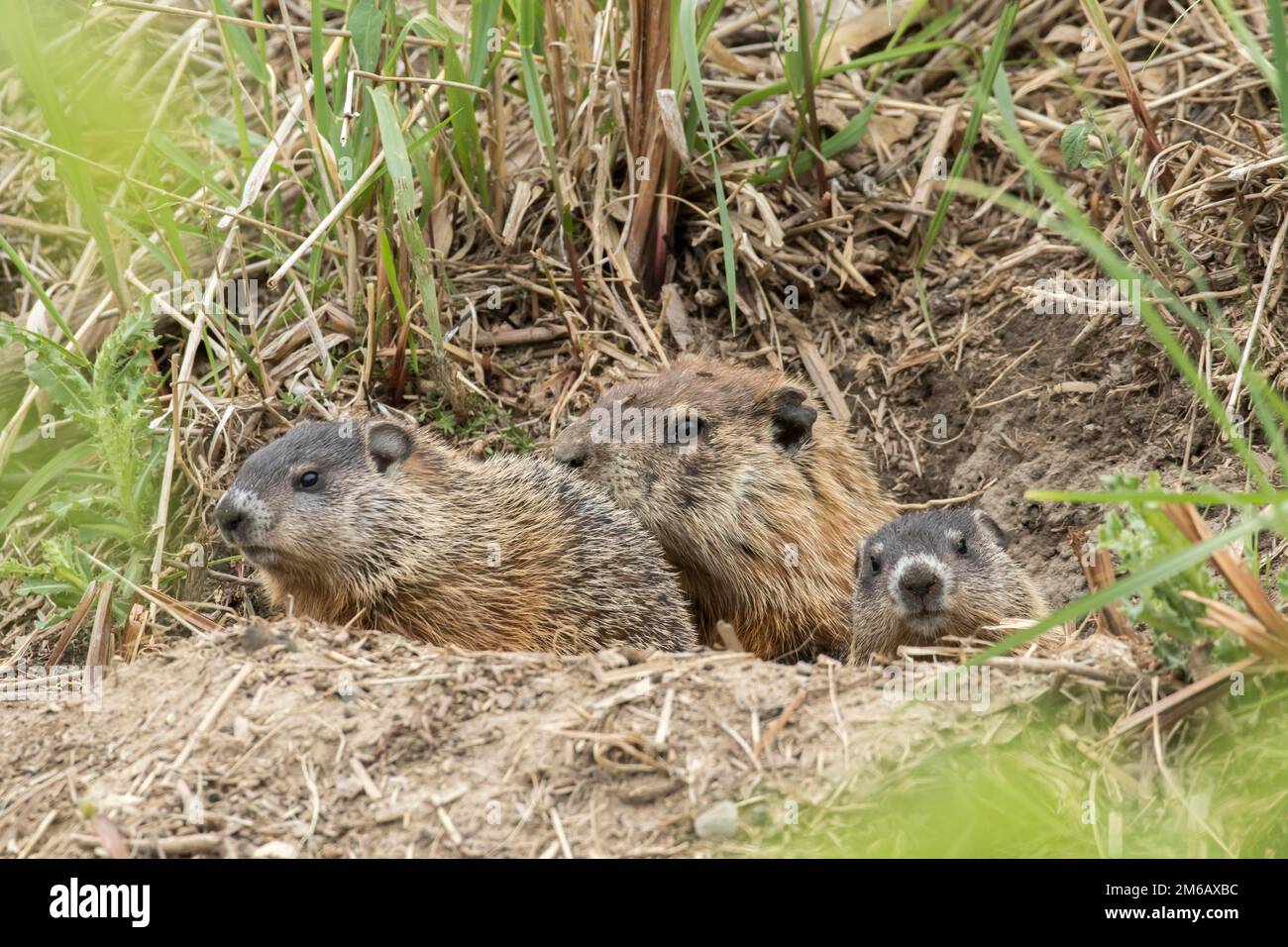 Groundhog (Marmota) or woodchuck. Adult and one young watching at the ...