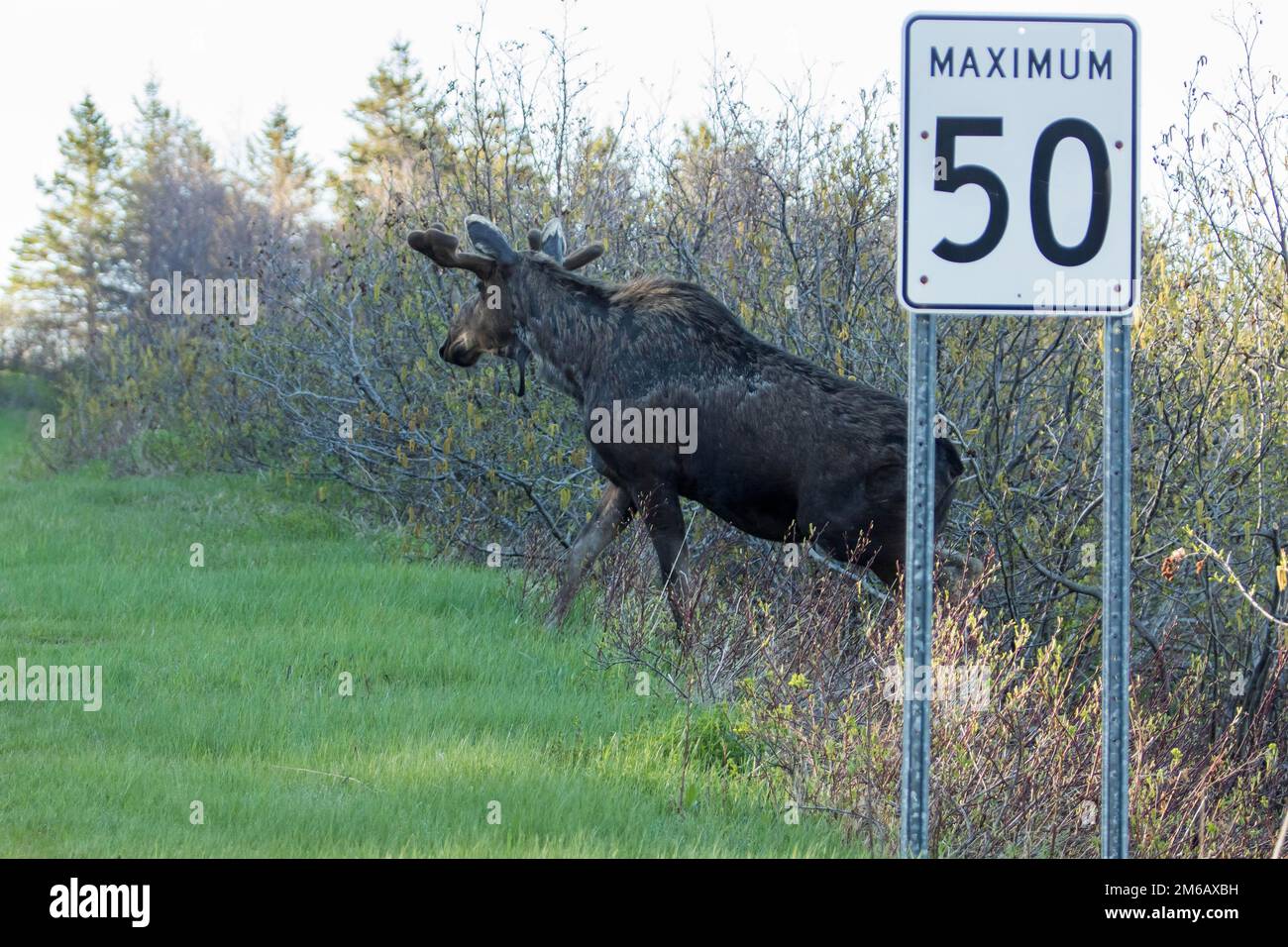 Bull moose watching before to cross a road, alces americanus Stock ...