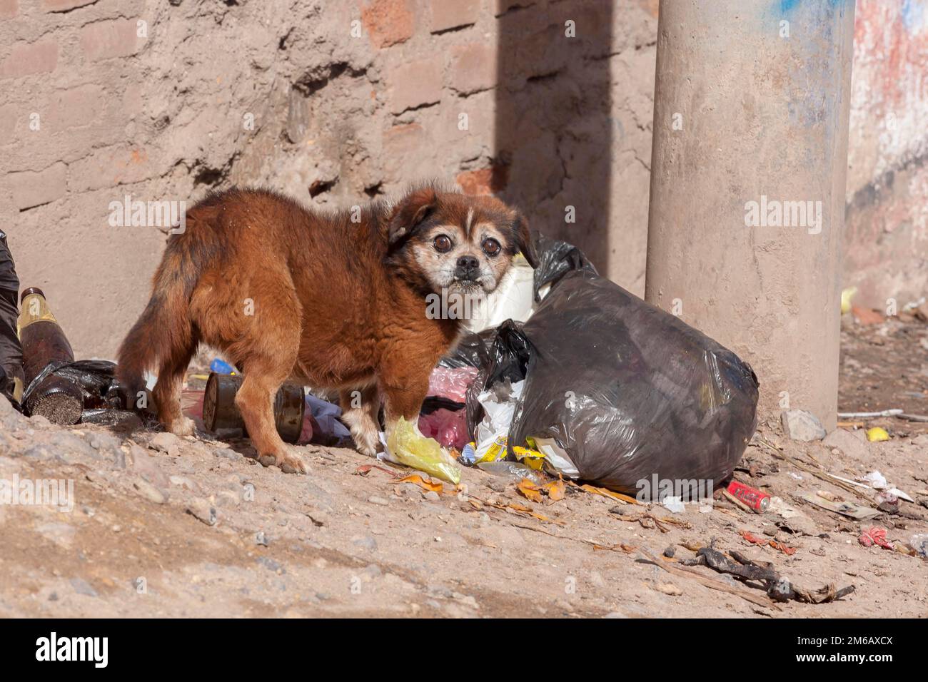 Food in the garbage hi-res stock photography and images - Alamy
