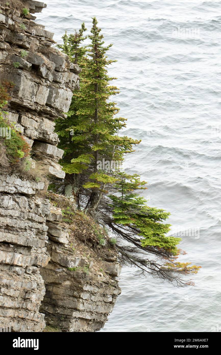 Tree growing on high cliff Stock Photo - Alamy
