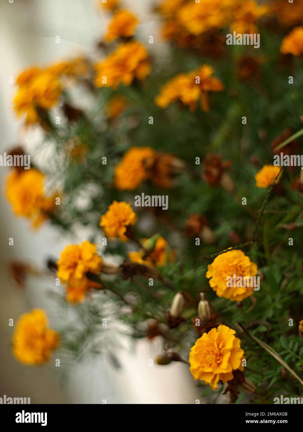 Window with marigold hi-res stock photography and images - Alamy