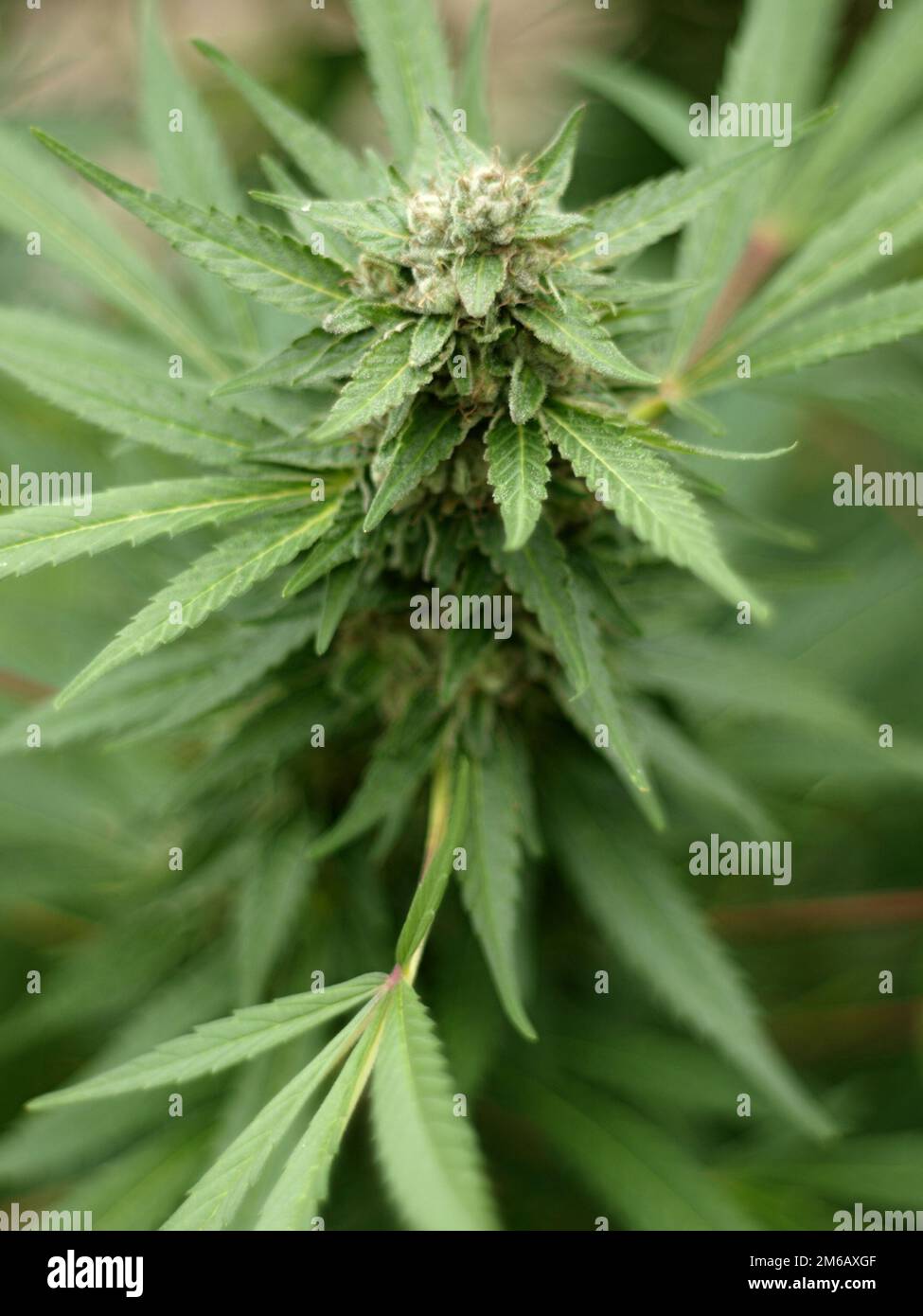 Canabis hi-res stock photography and images - Alamy