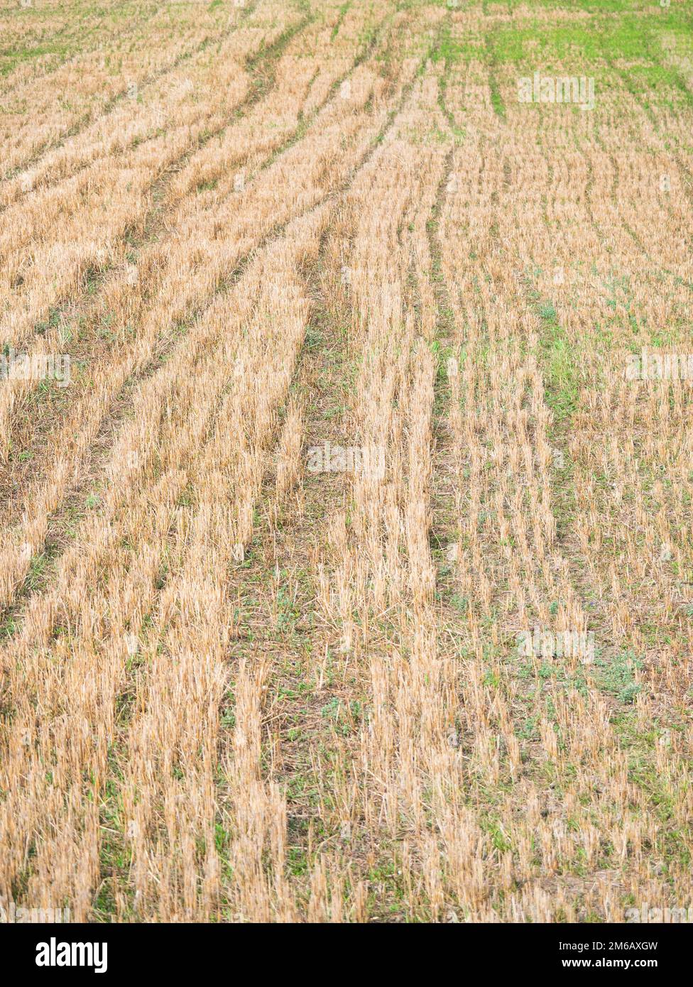 Close up detail with an agriculture field in autumn Stock Photo - Alamy