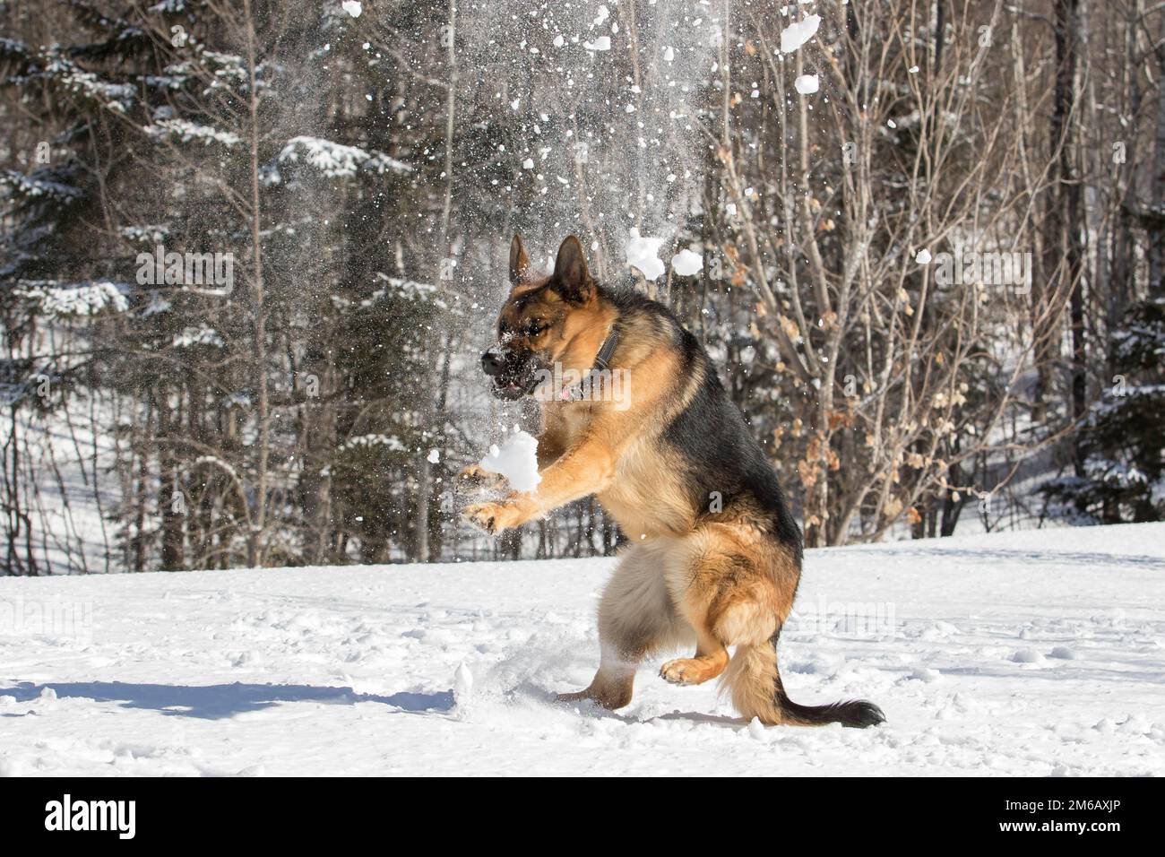 German shepherd playing with snow Stock Photo - Alamy