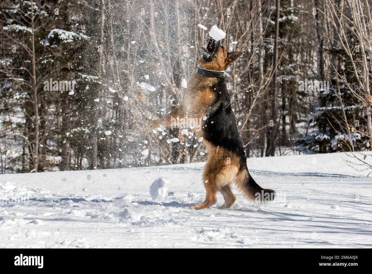 German shepherd playing with snow Stock Photo - Alamy