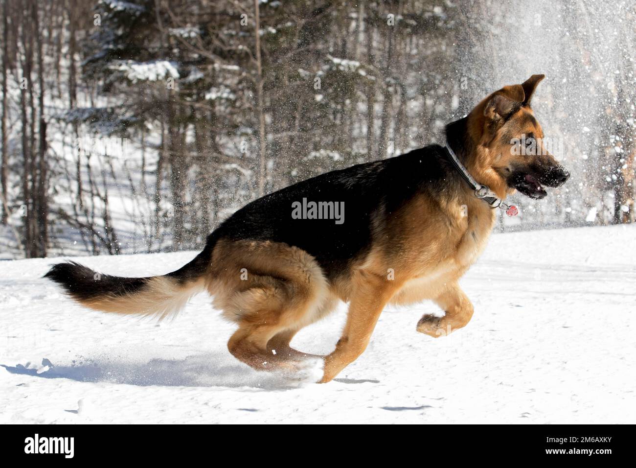 German shepherd playing with snow Stock Photo - Alamy