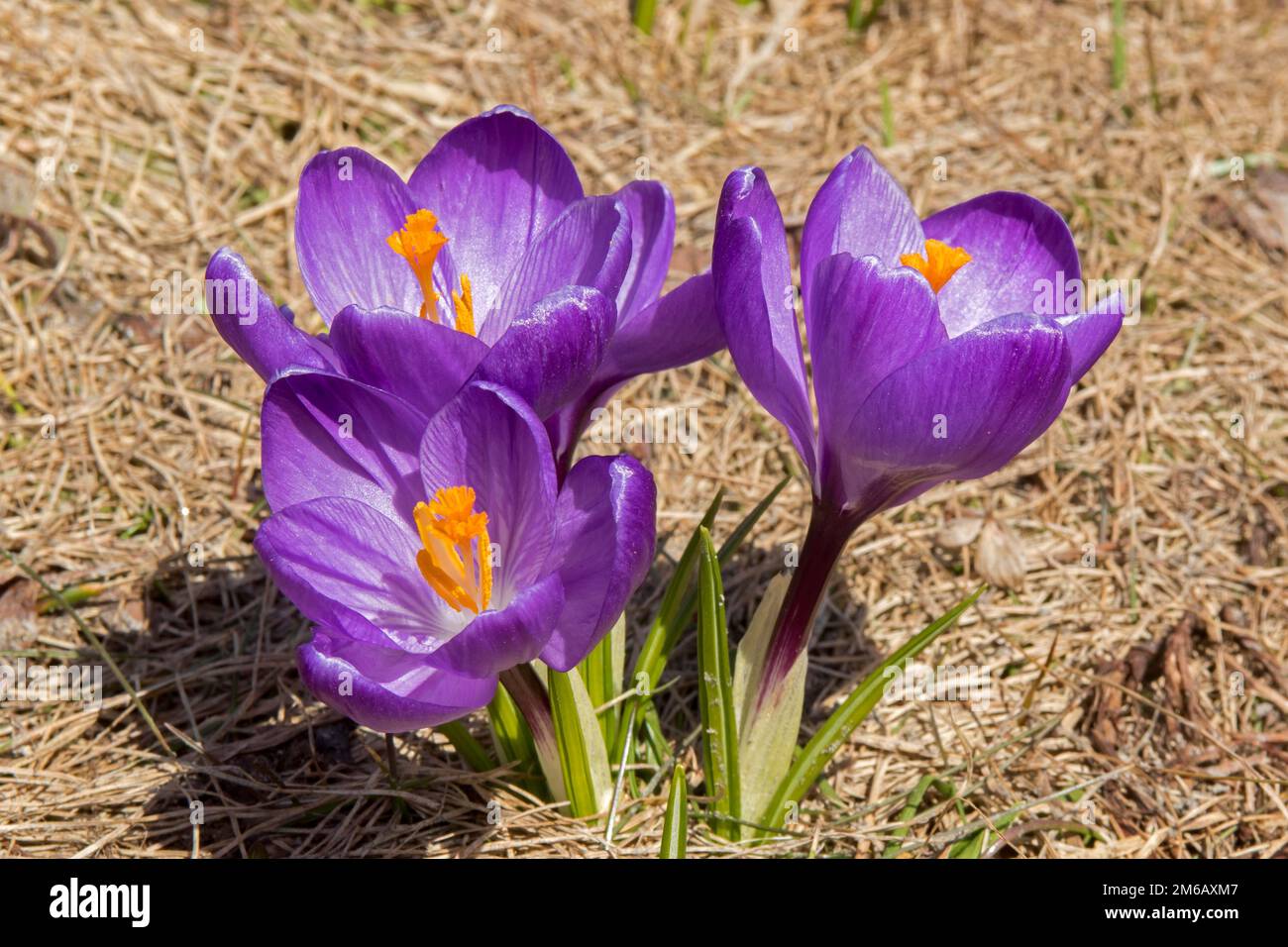 Spring crocus growing in a private garden. Crocus vernus. 'Pickwick ...