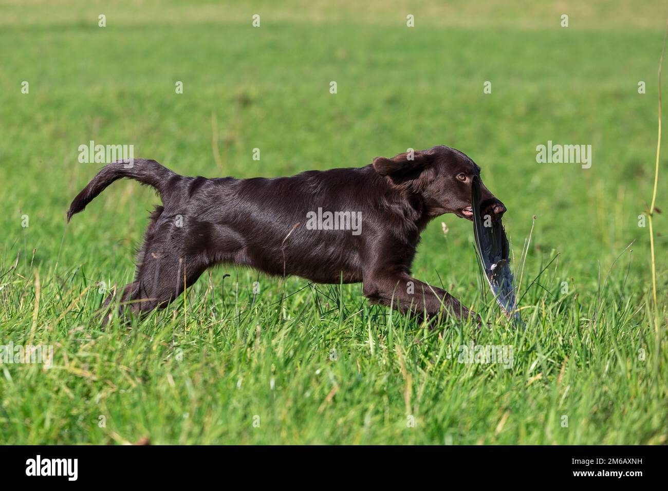 Hunting dog at work Stock Photo - Alamy
