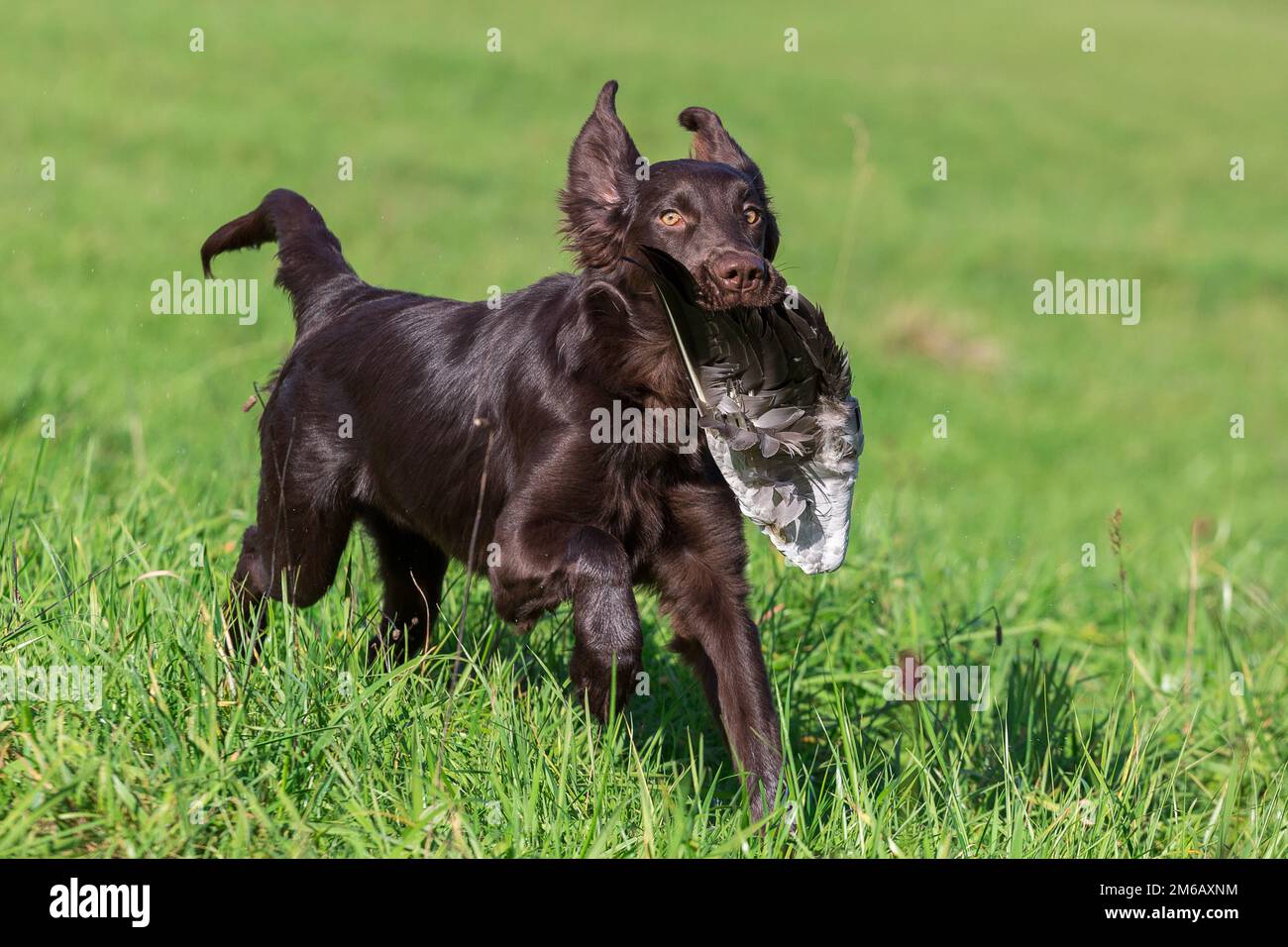Hunting dog at work Stock Photo - Alamy