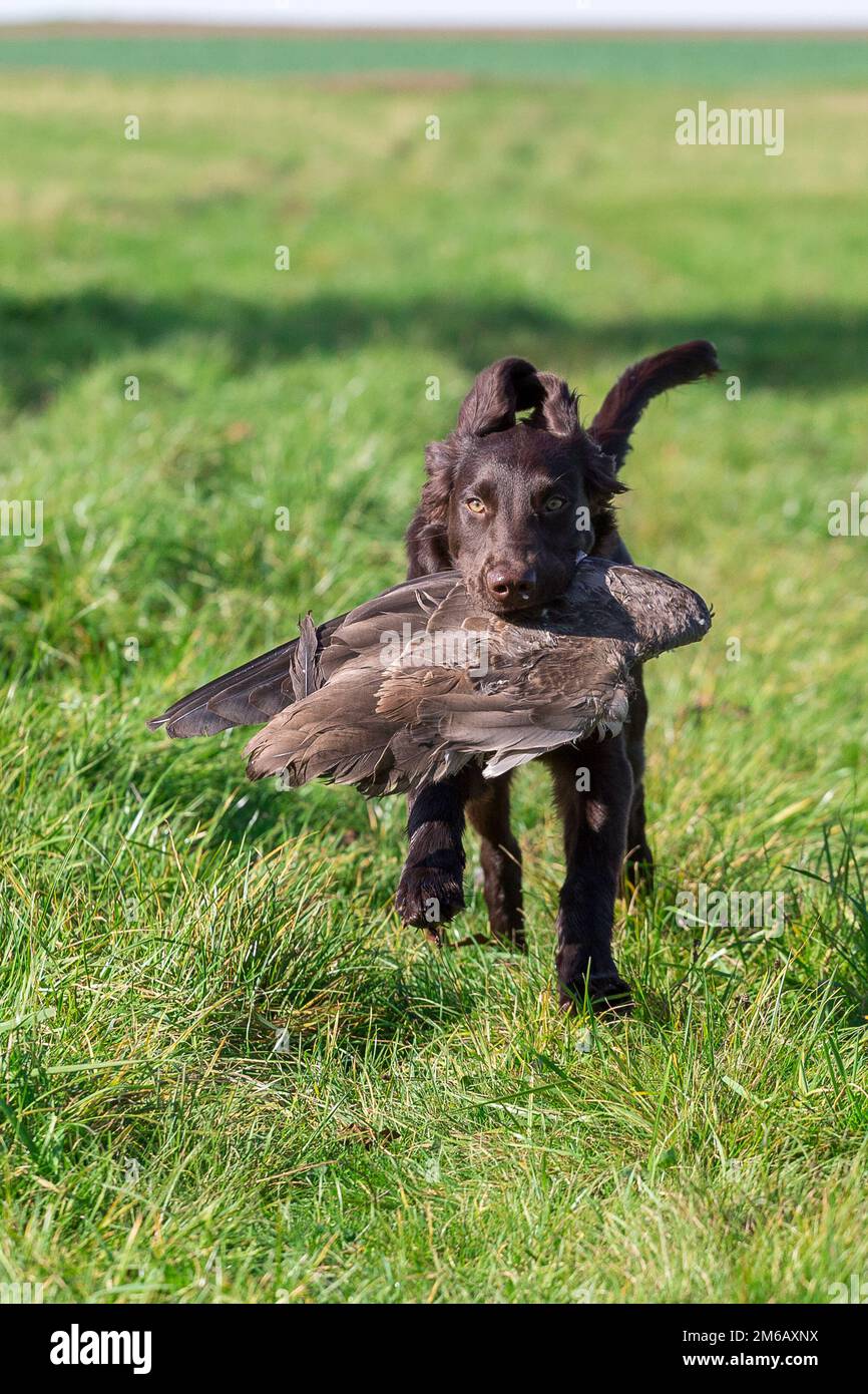 Hunting dog at work Stock Photo - Alamy