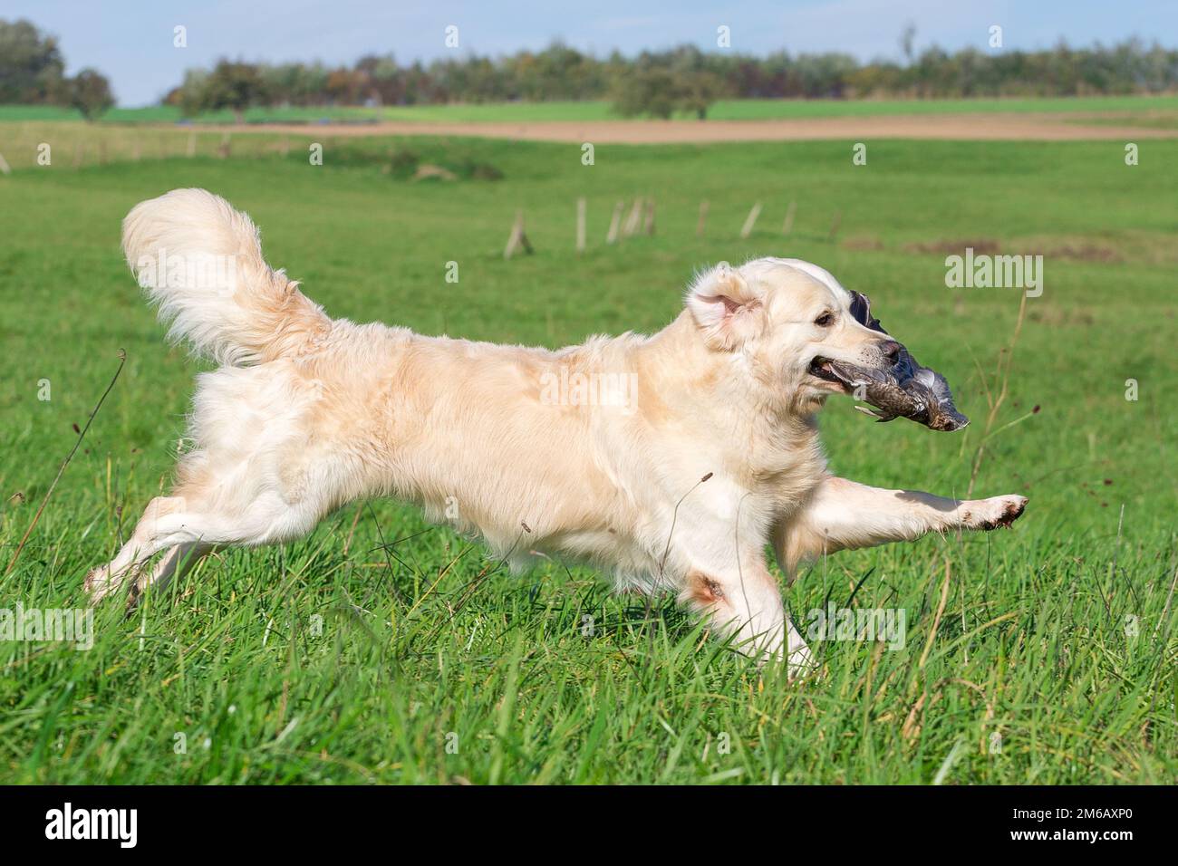 Hunting dog at work Stock Photo - Alamy