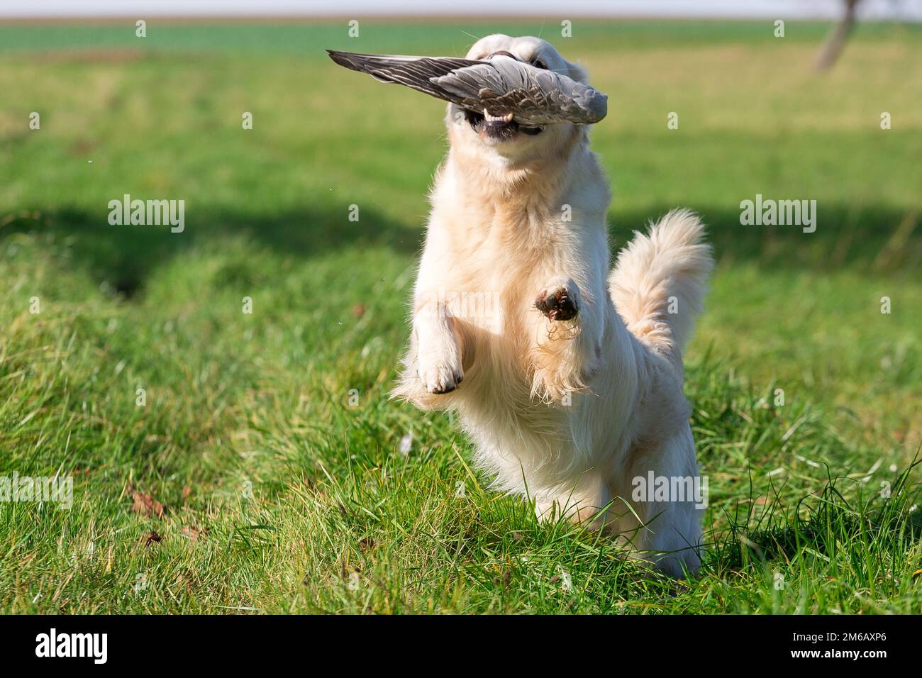 Hunting dog at work Stock Photo - Alamy