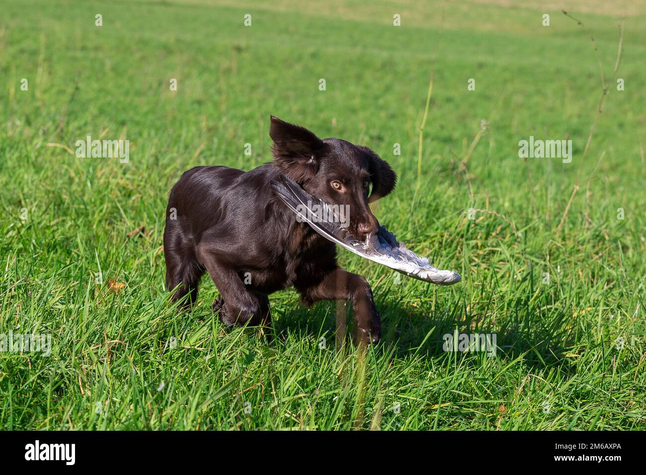 Hunting dog at work Stock Photo - Alamy