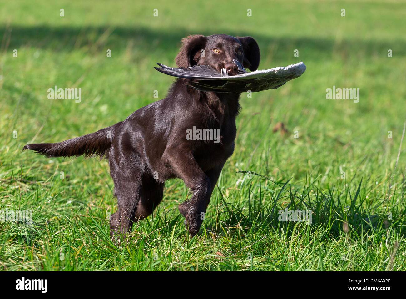 Hunting dog at work Stock Photo - Alamy