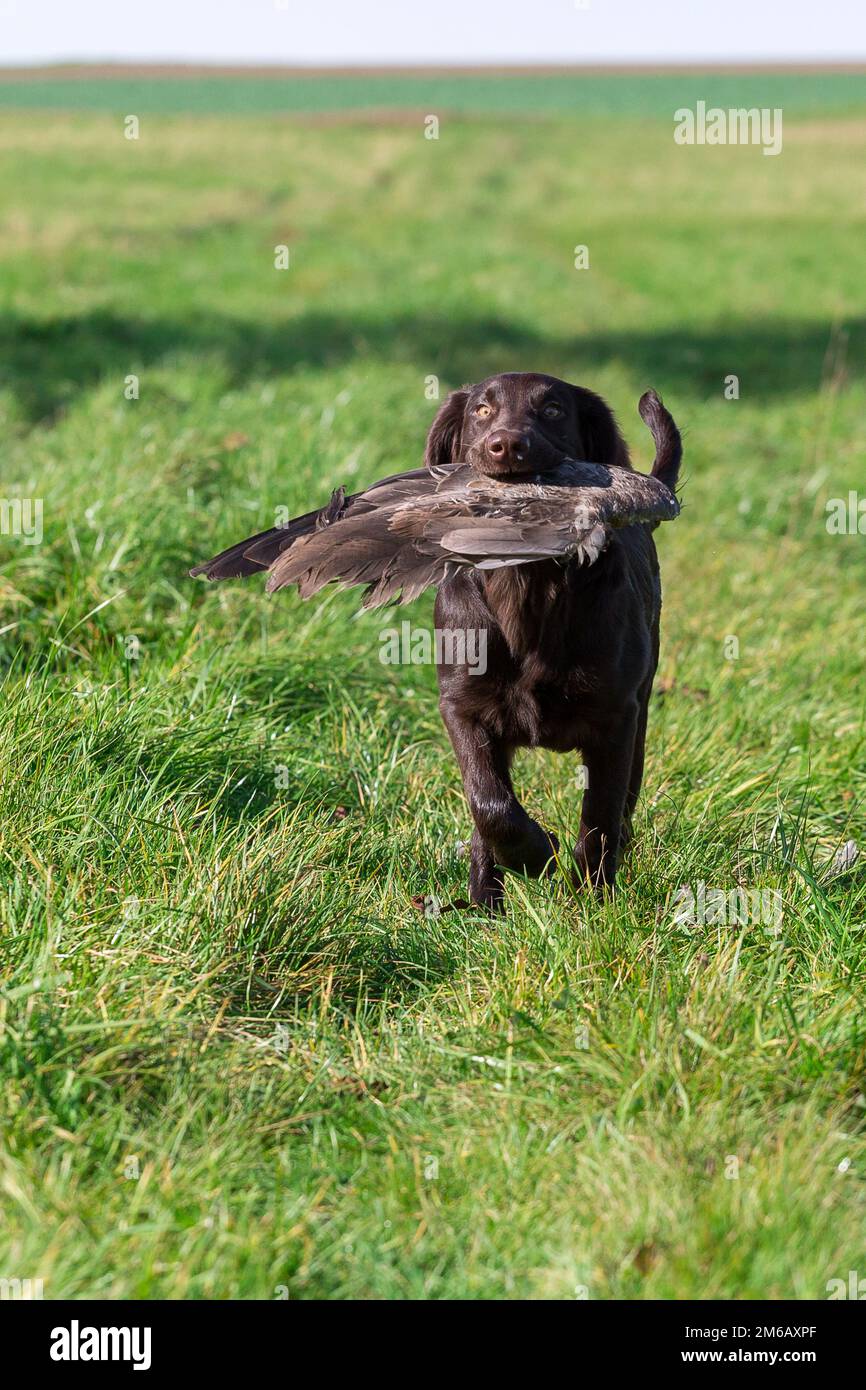Hunting dog at work Stock Photo - Alamy