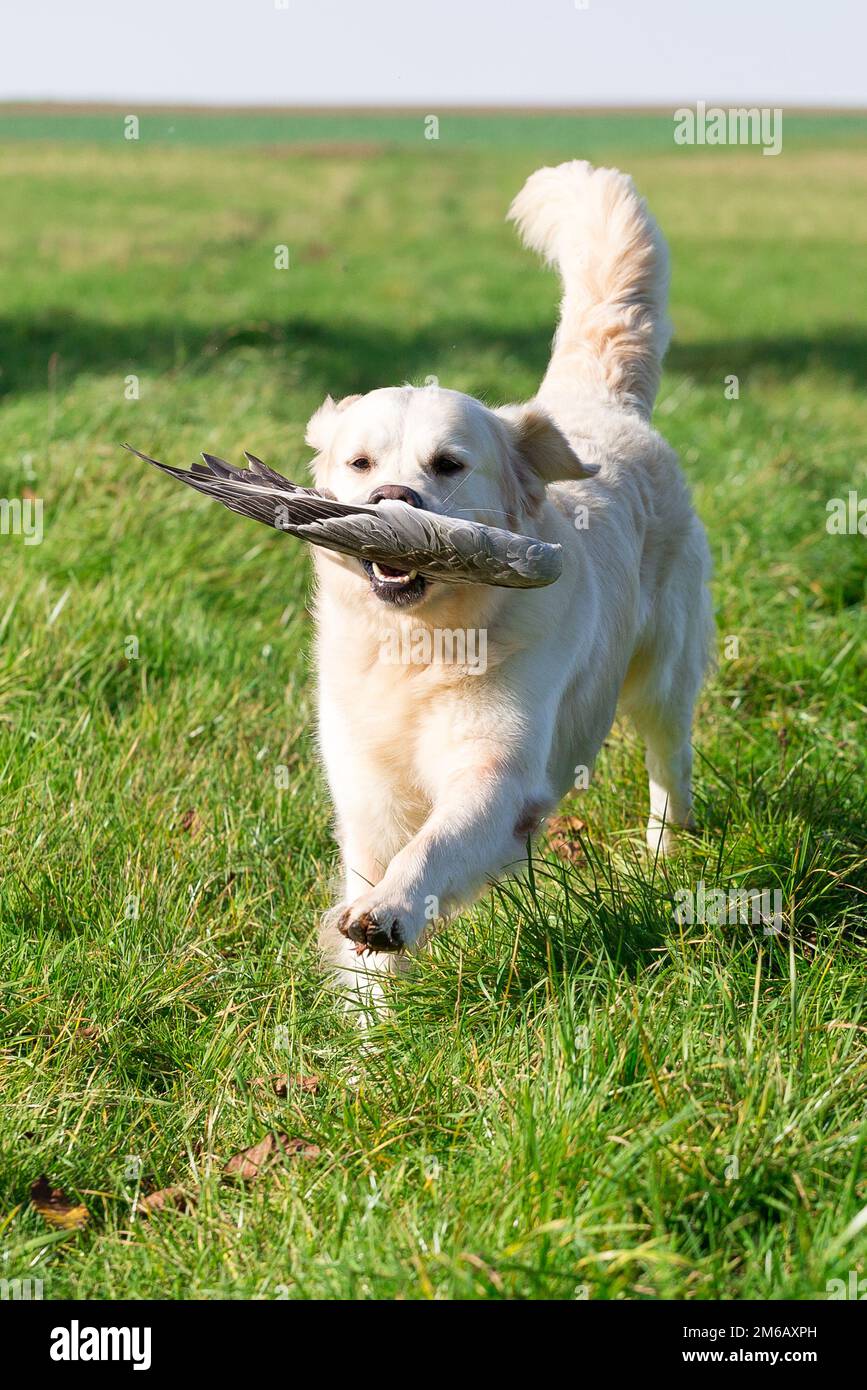 Hunting dog at work Stock Photo - Alamy