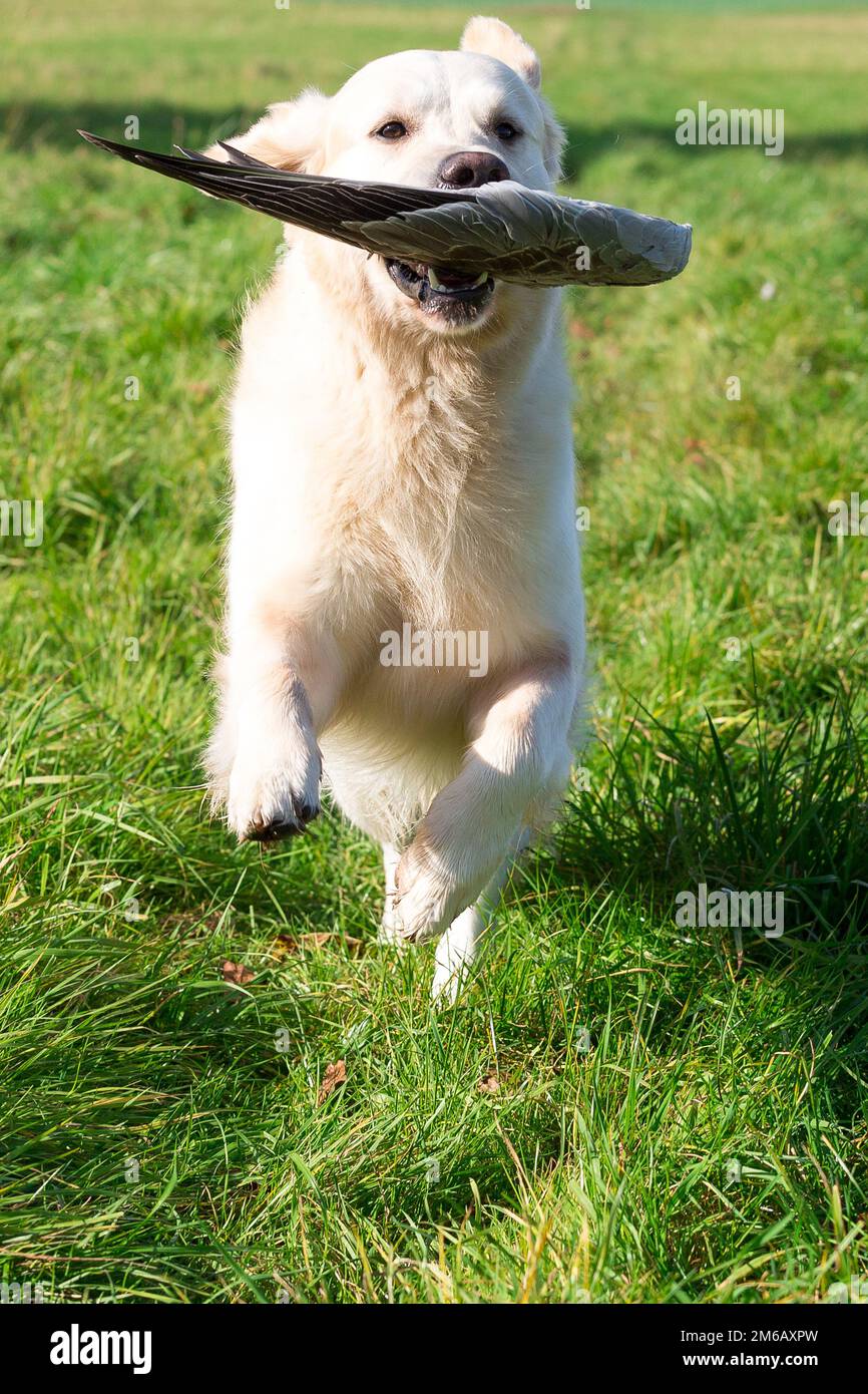 Hunting dog at work Stock Photo - Alamy
