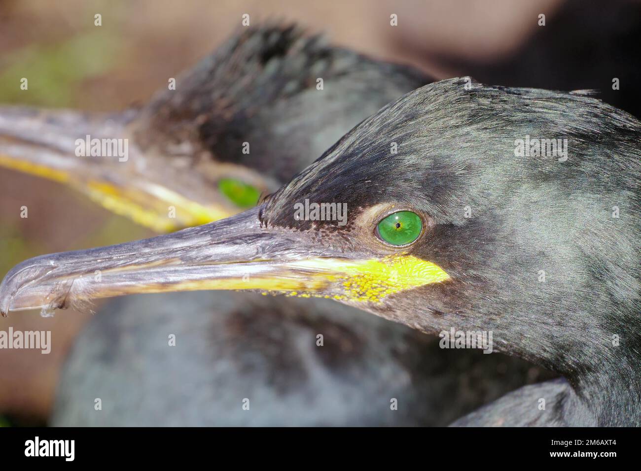 Head and eyes of a crow cormorant, green, Hornoeya, Vardoe, Arctic ...
