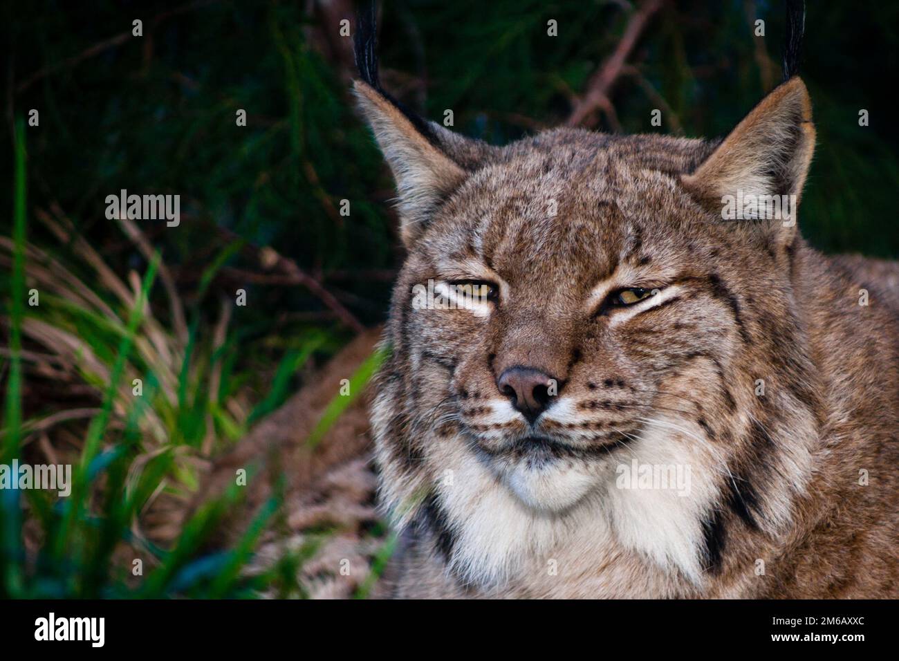 White lynx cat hi-res stock photography and images - Alamy