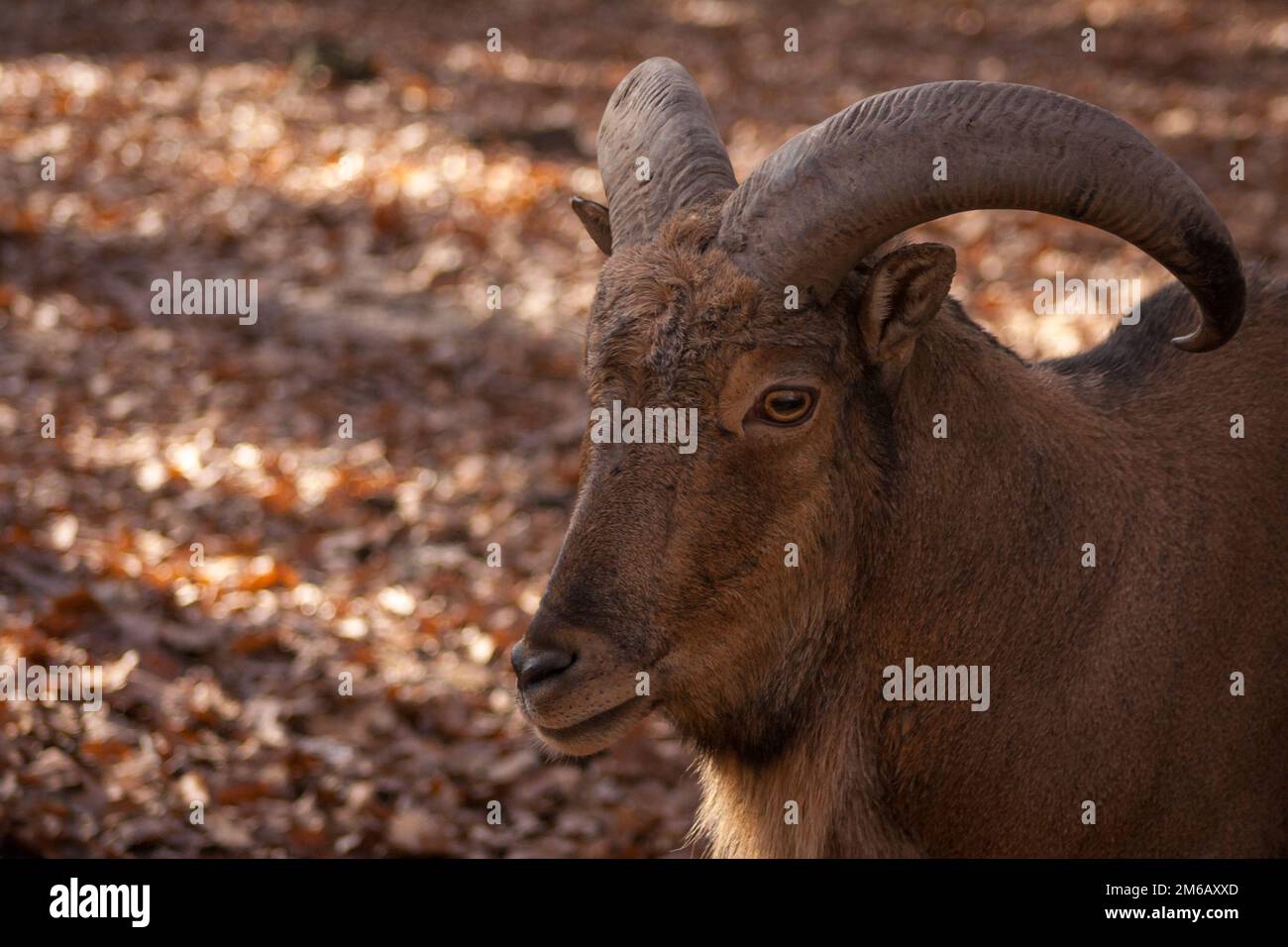 Sheep with mane hi-res stock photography and images - Alamy