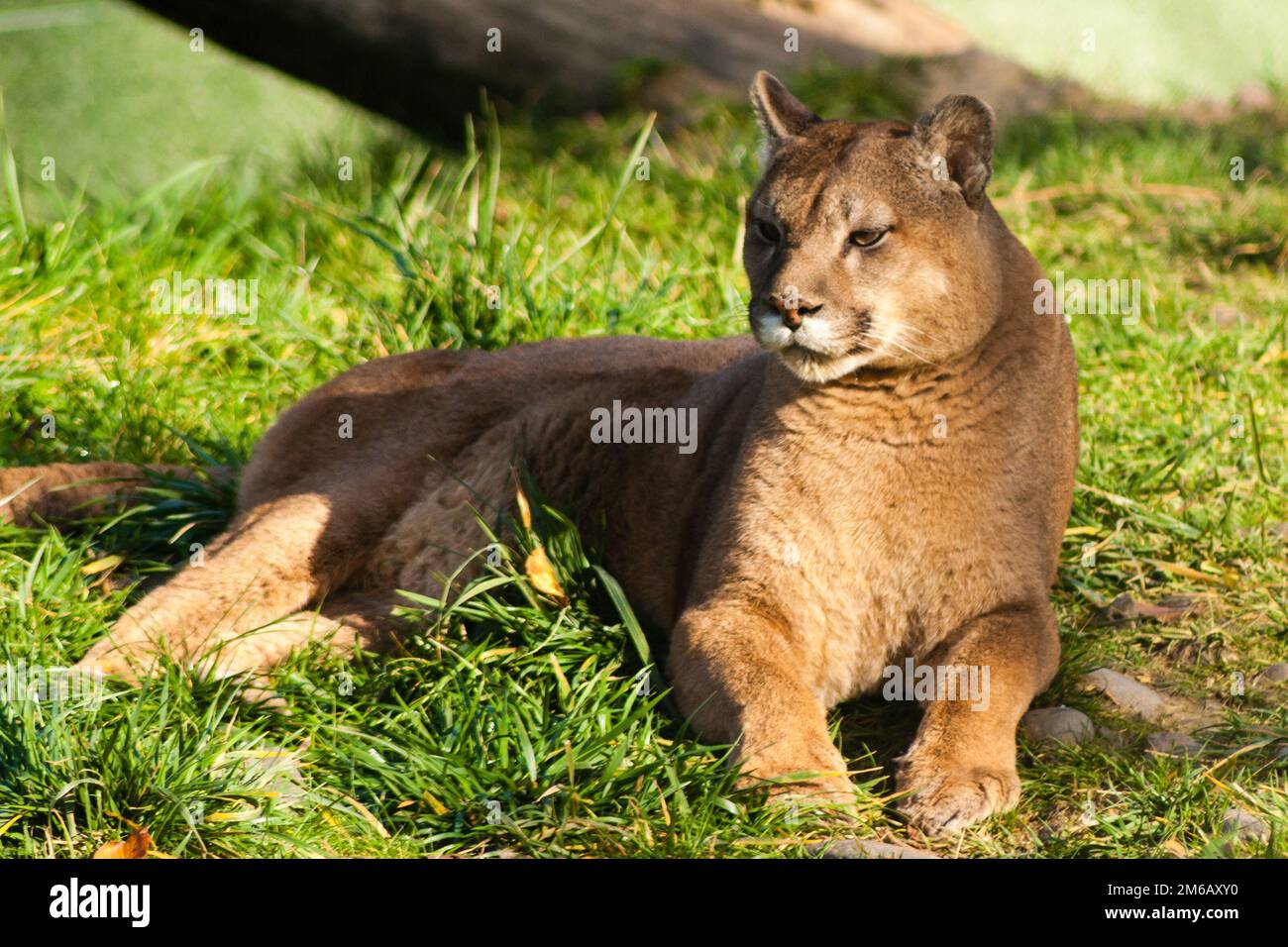 Cougar face hi-res stock photography and images - Alamy