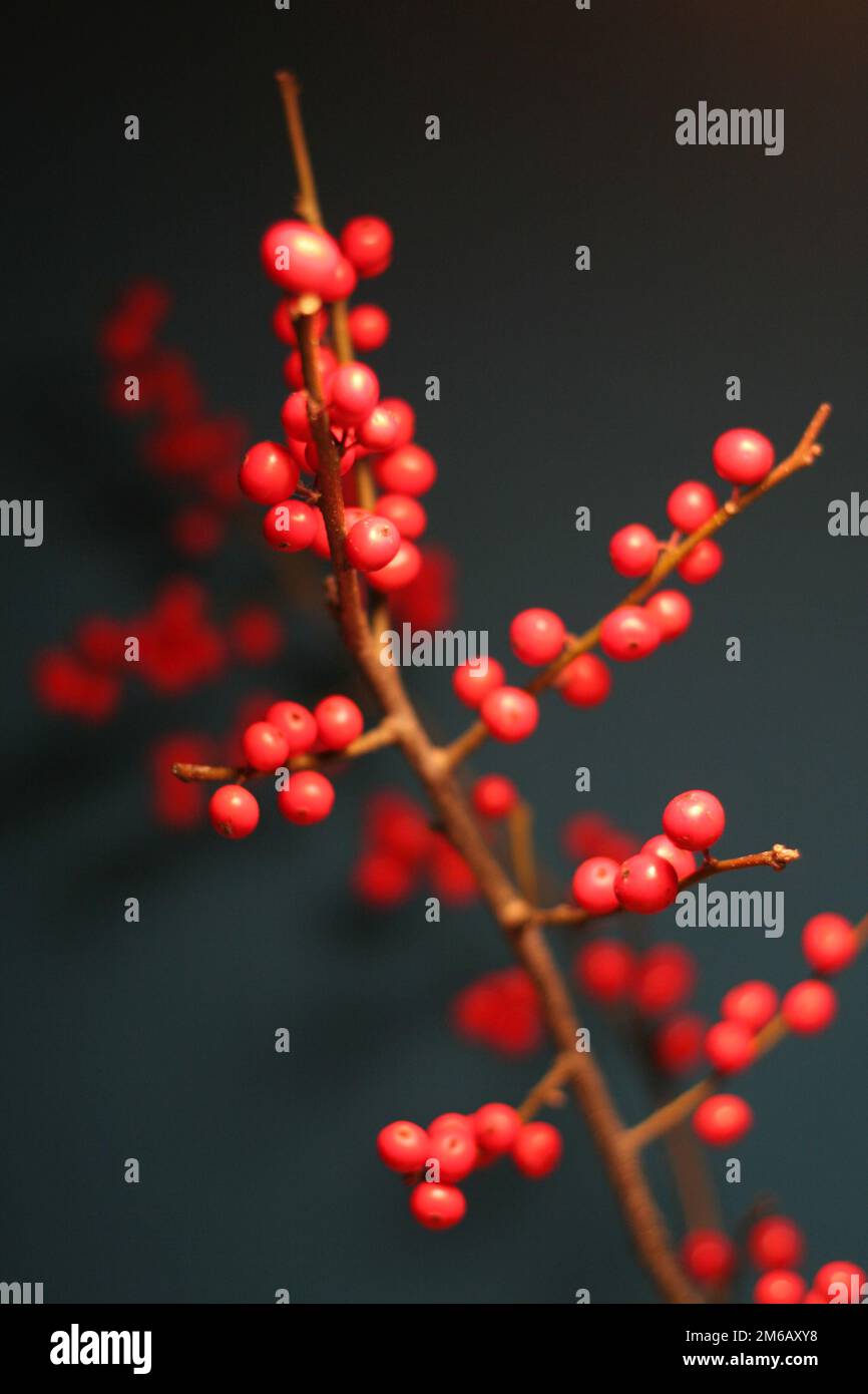 Berry branch hi-res stock photography and images - Alamy
