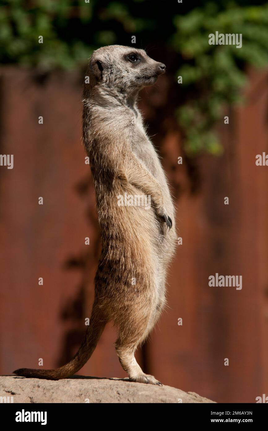 Meercat hi-res stock photography and images - Alamy
