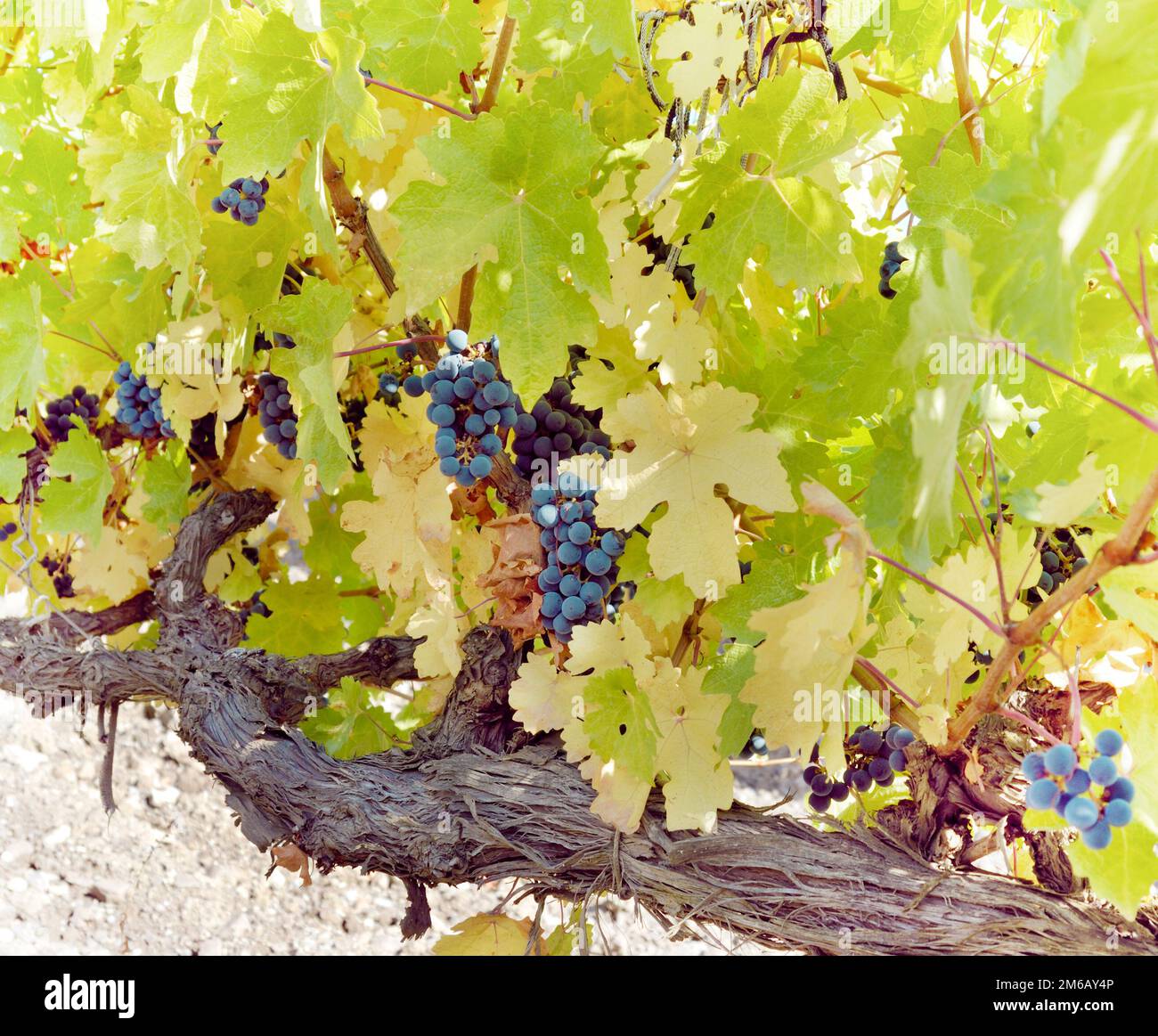 Sweet and tasty blue grape bunch Stock Photo - Alamy