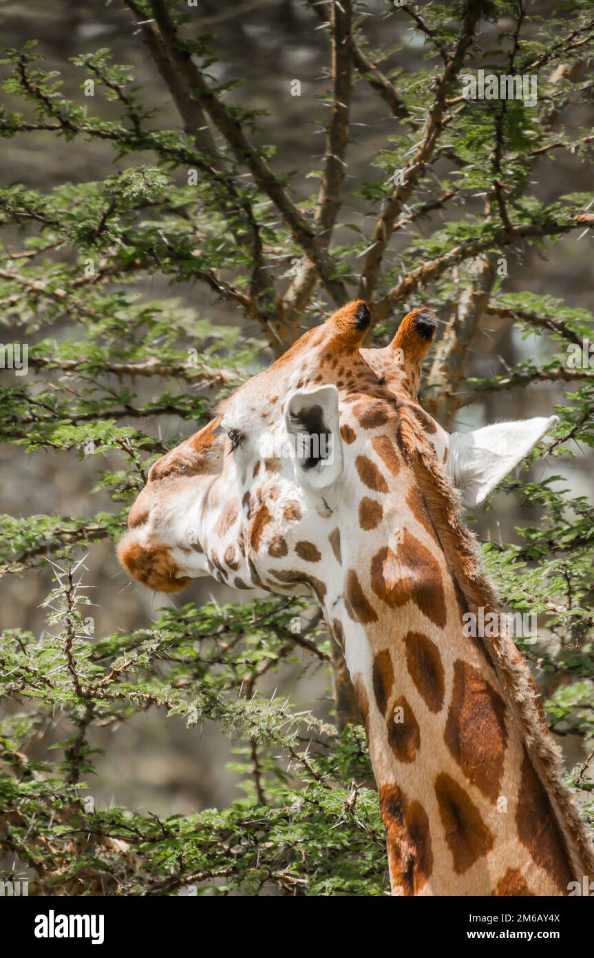 Giraffe by acacia tree hi-res stock photography and images - Alamy