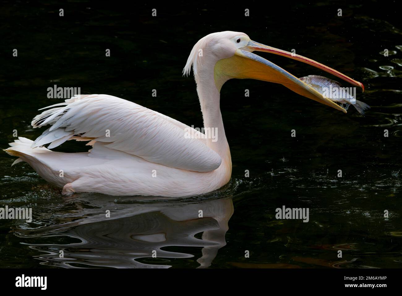 Great white pelican (Pelecanus onocrotalus), captured fish in beak ...